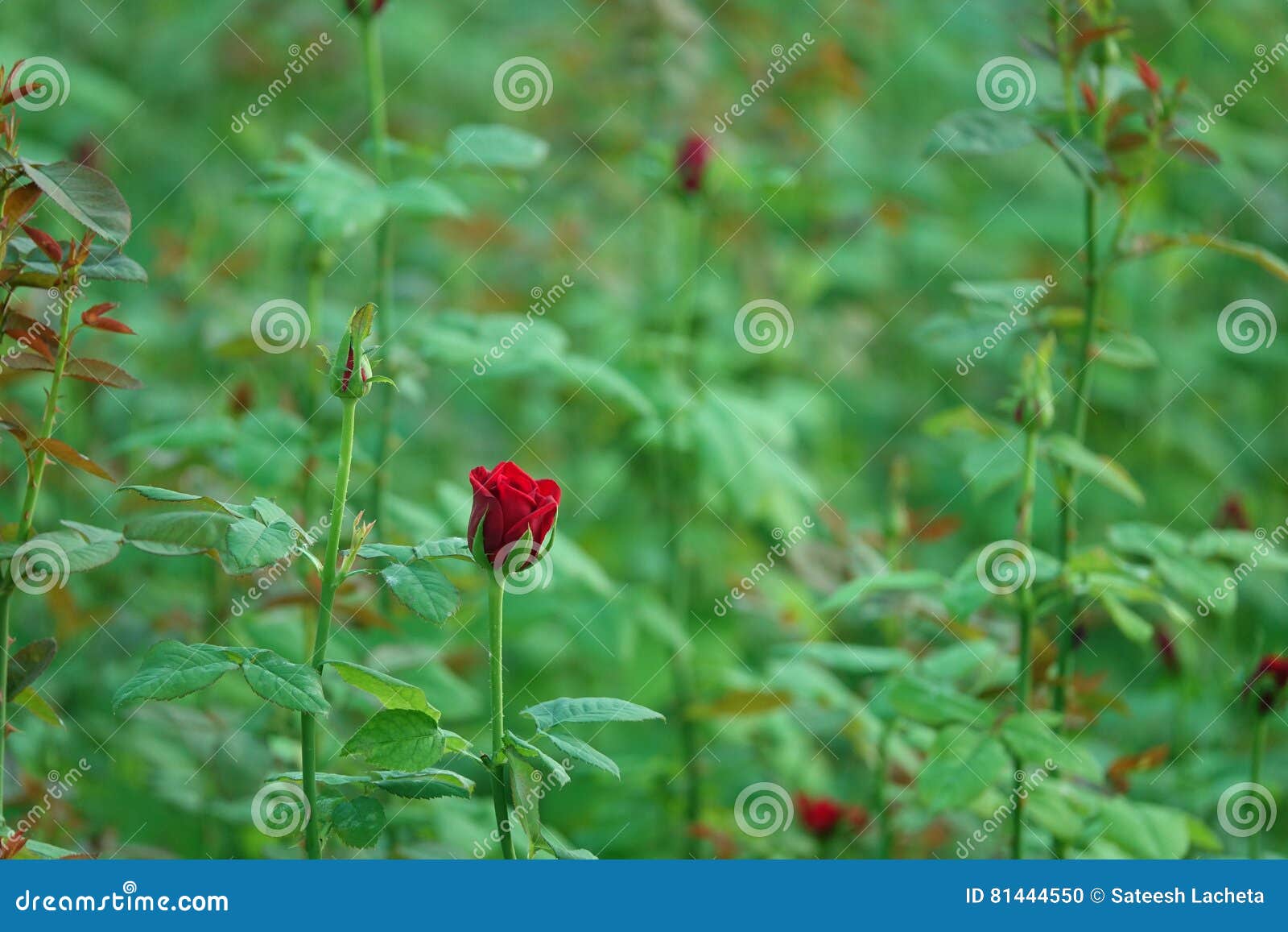 Red Rose Plant stock photo. Image of flower, drops, blue - 81444550