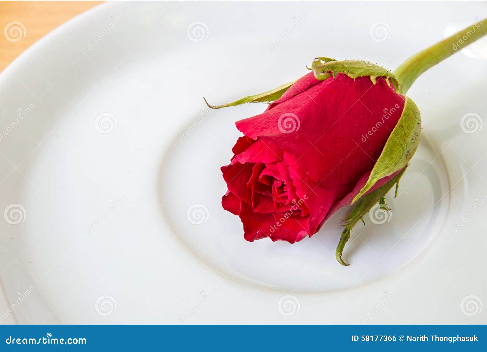 Red rose on plate stock photo. Image of banquet, decor - 58177366
