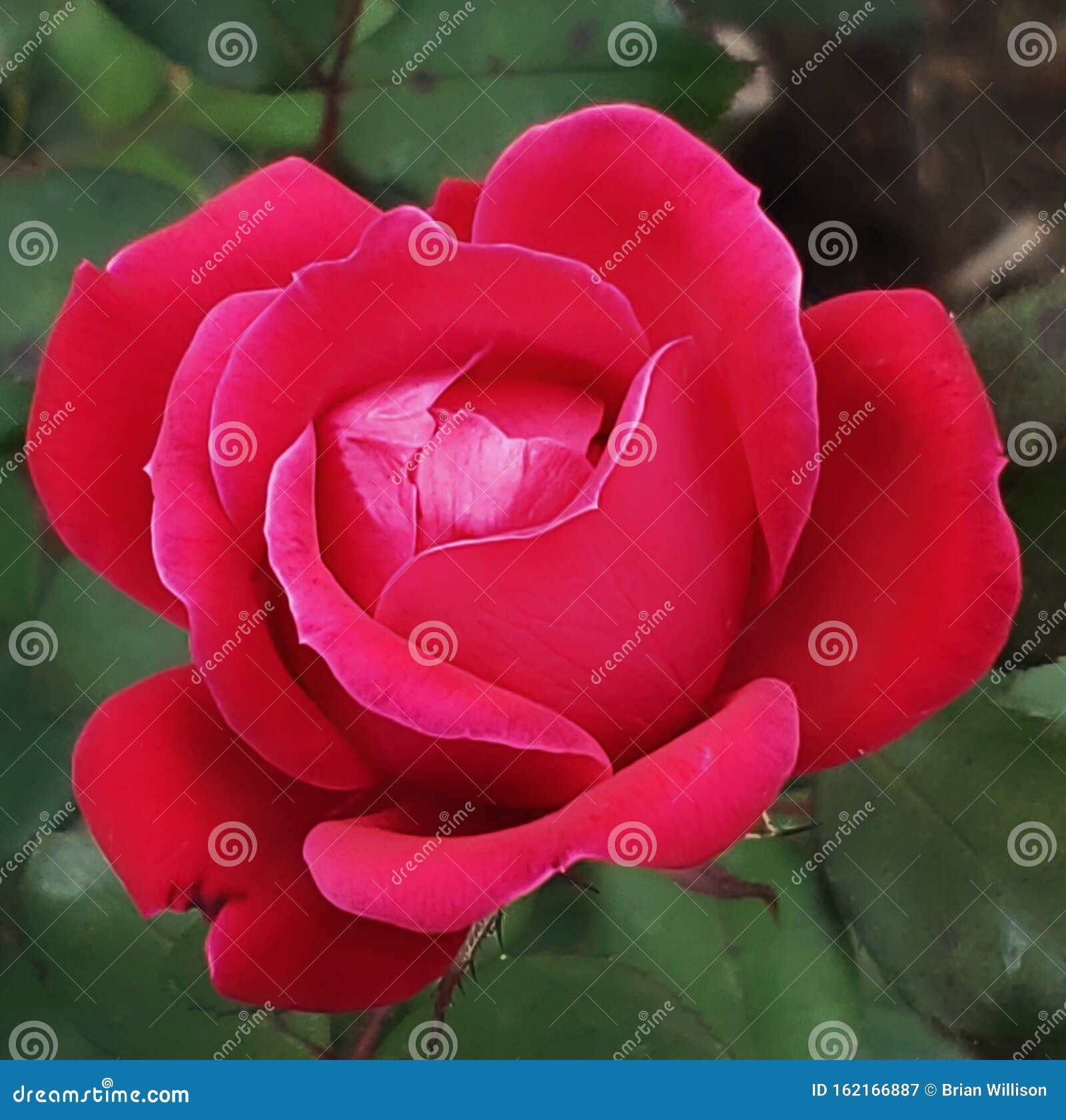 Red Rose in Portland,oregon Stock Image - Image of rose, northwest ...