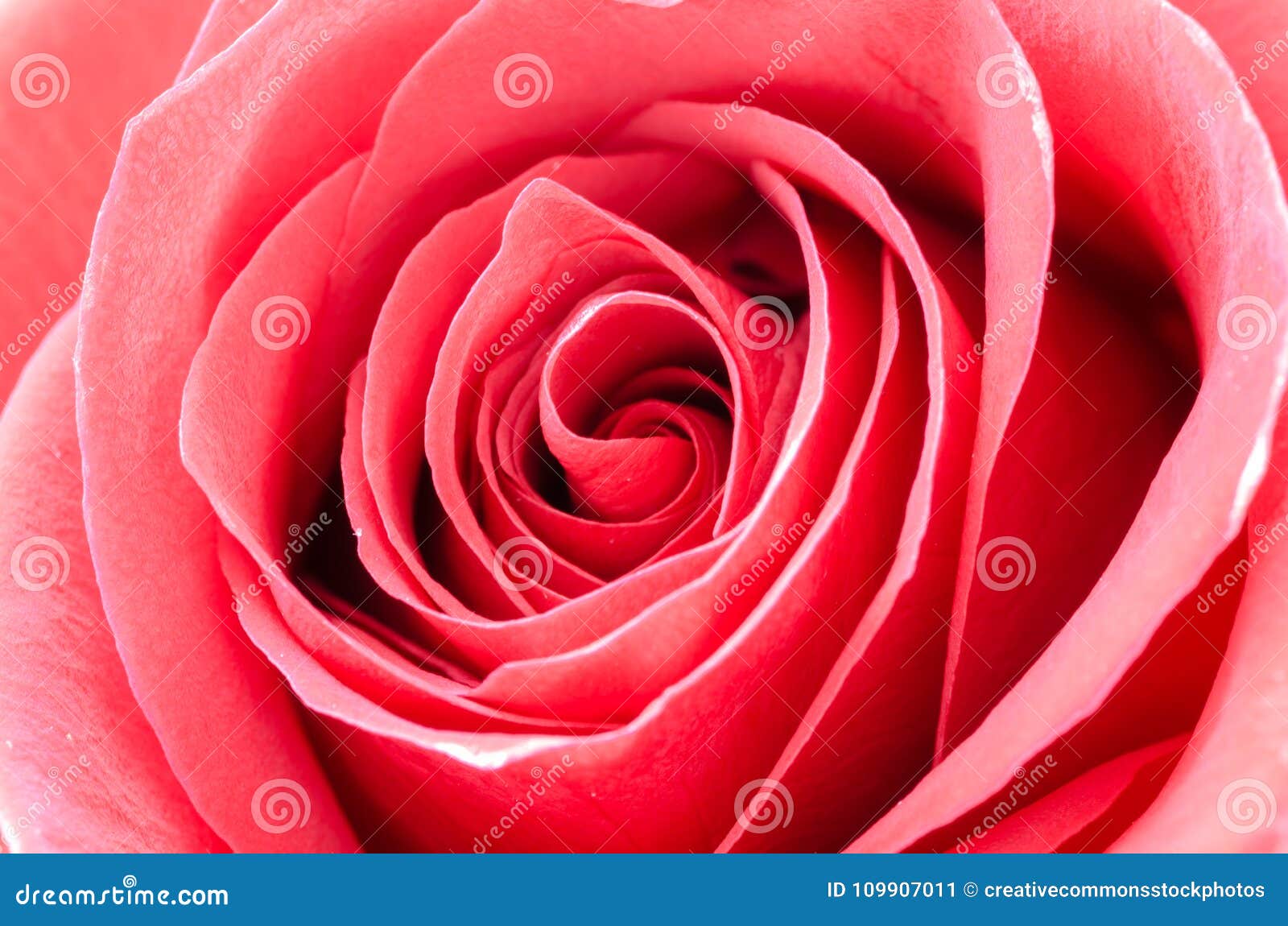 Red Rose Portrait Picture. Image: 109907011