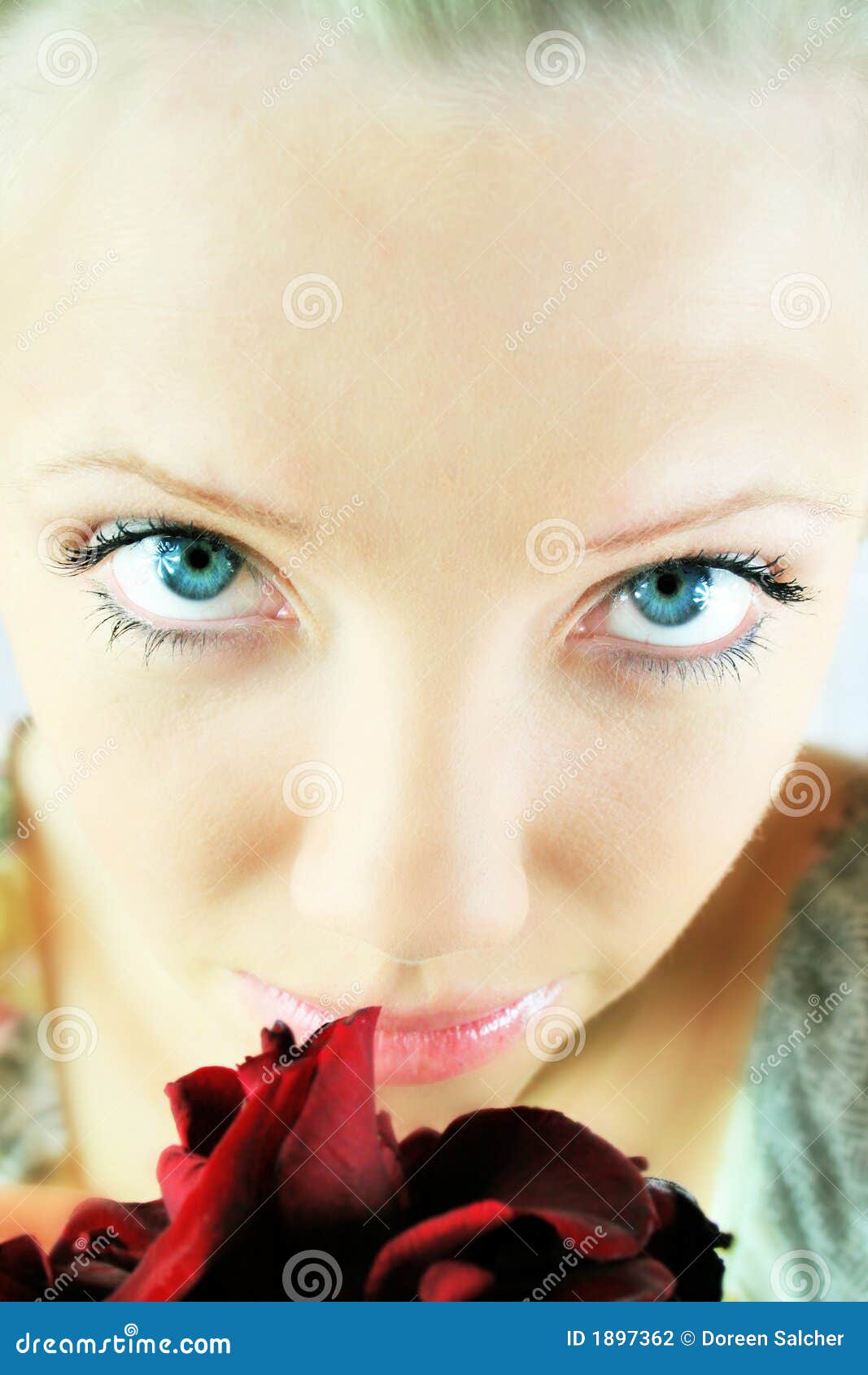 Red rose portrait stock photo. Image of love, cosmetic - 1897362