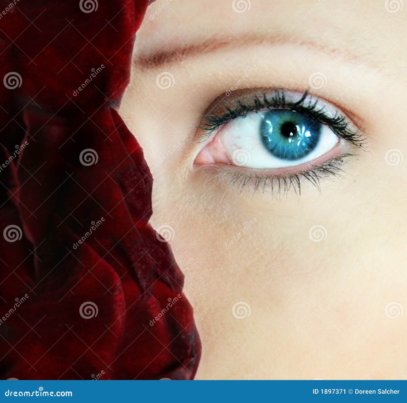 Red rose portrait stock image. Image of natural, flowery - 1897371