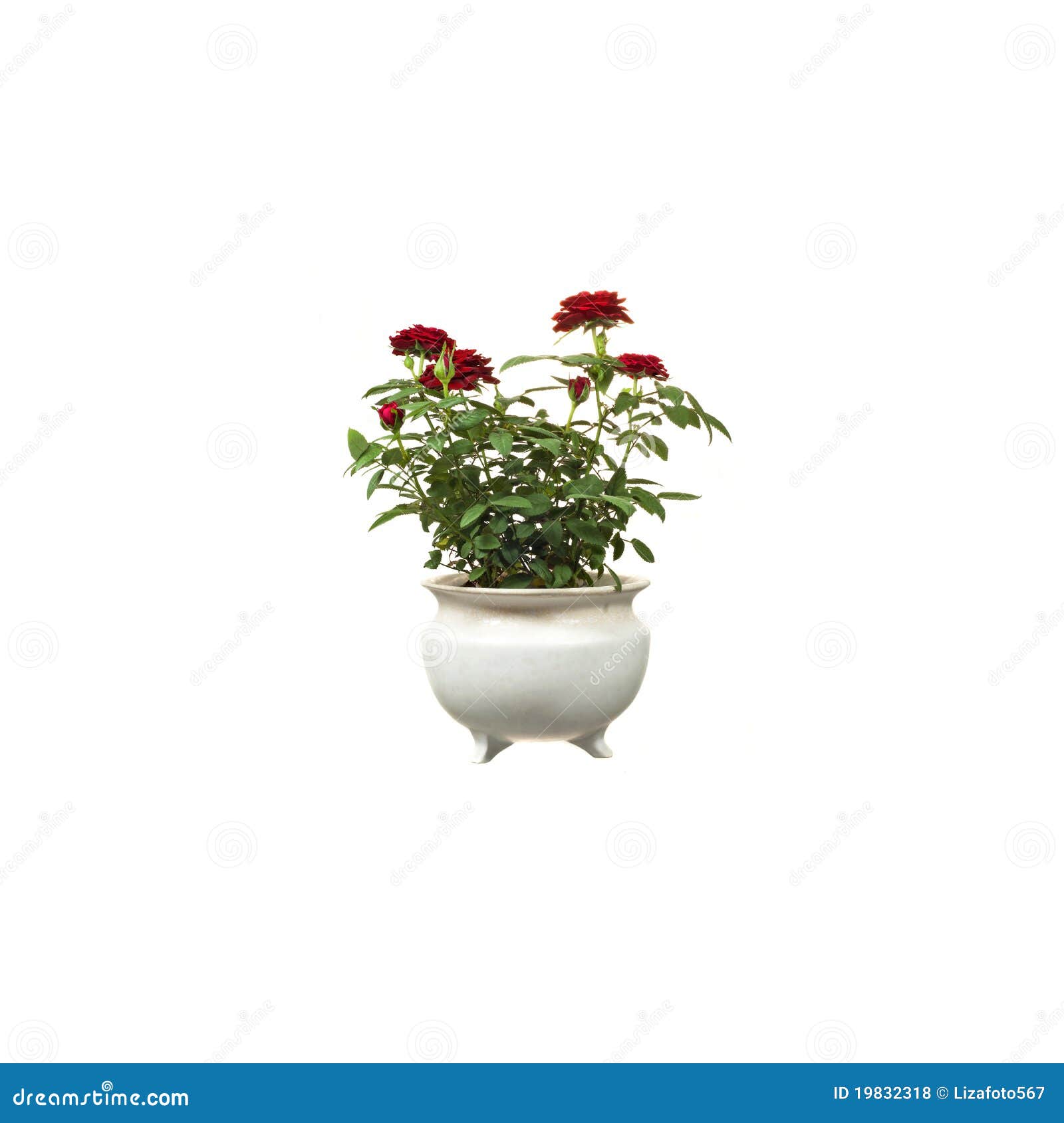 Red rose in the pot stock photo. Image of bunch, romantic - 19832318