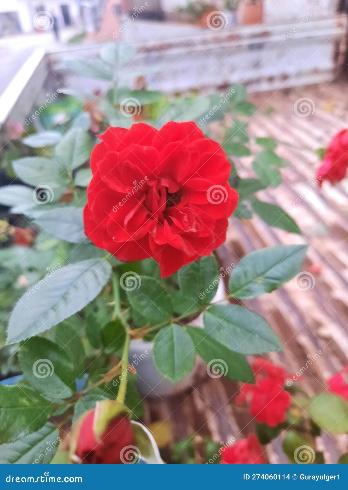 Red rose in pot stock photo. Image of leaf, rose, pink - 274060114