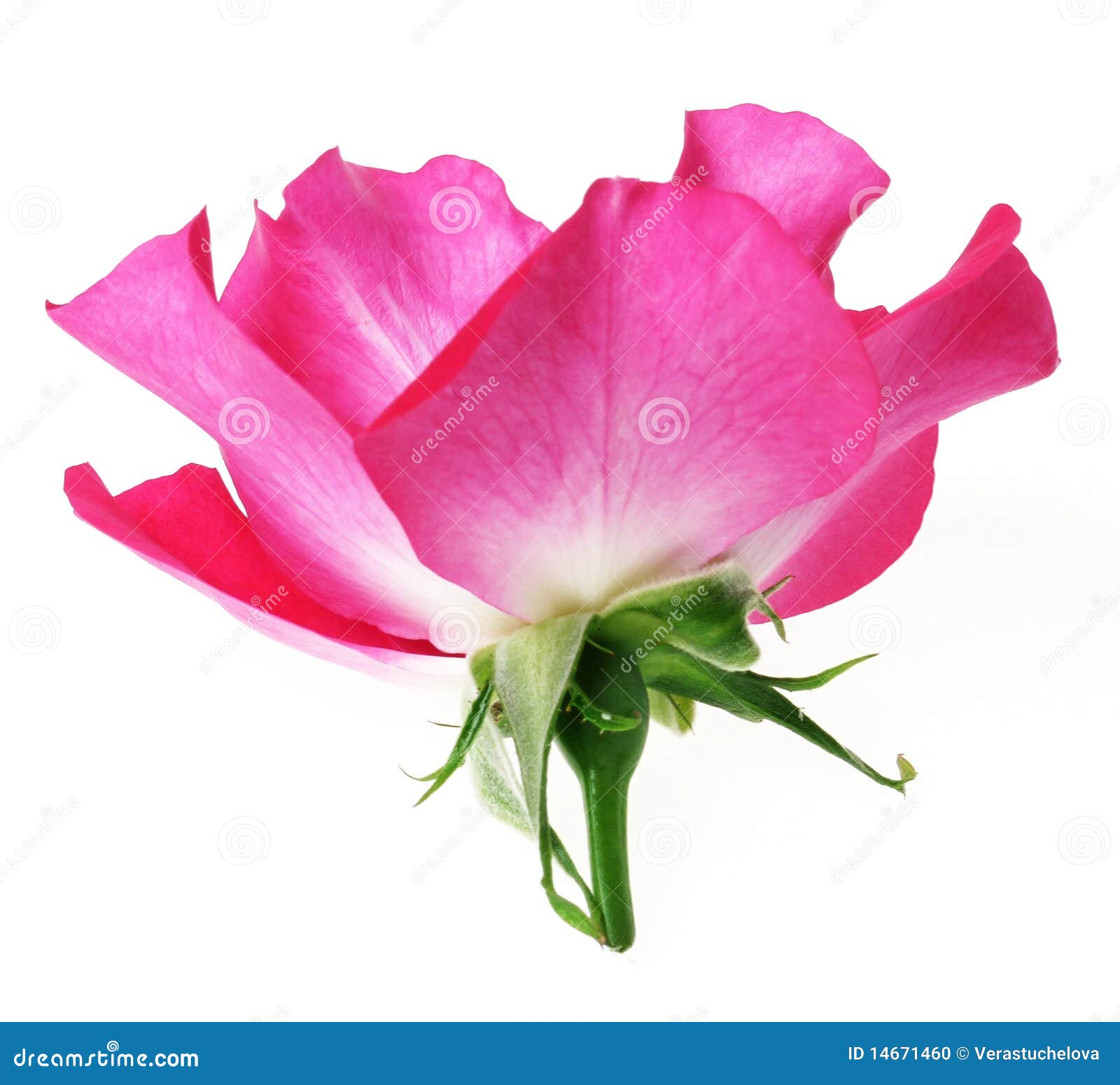 1,596 Red Rose Profile Stock Photos - Free & Royalty-Free Stock Photos ...