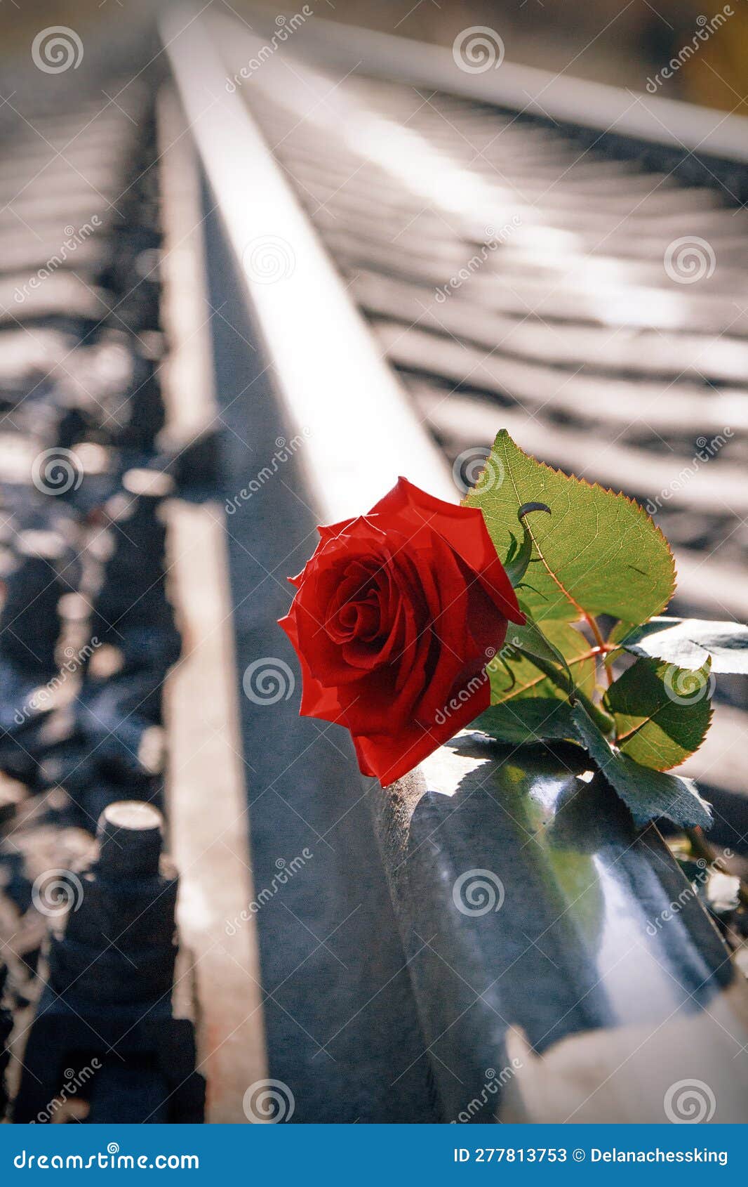 Red rose on a rail stock image. Image of backlight, nature - 277813753