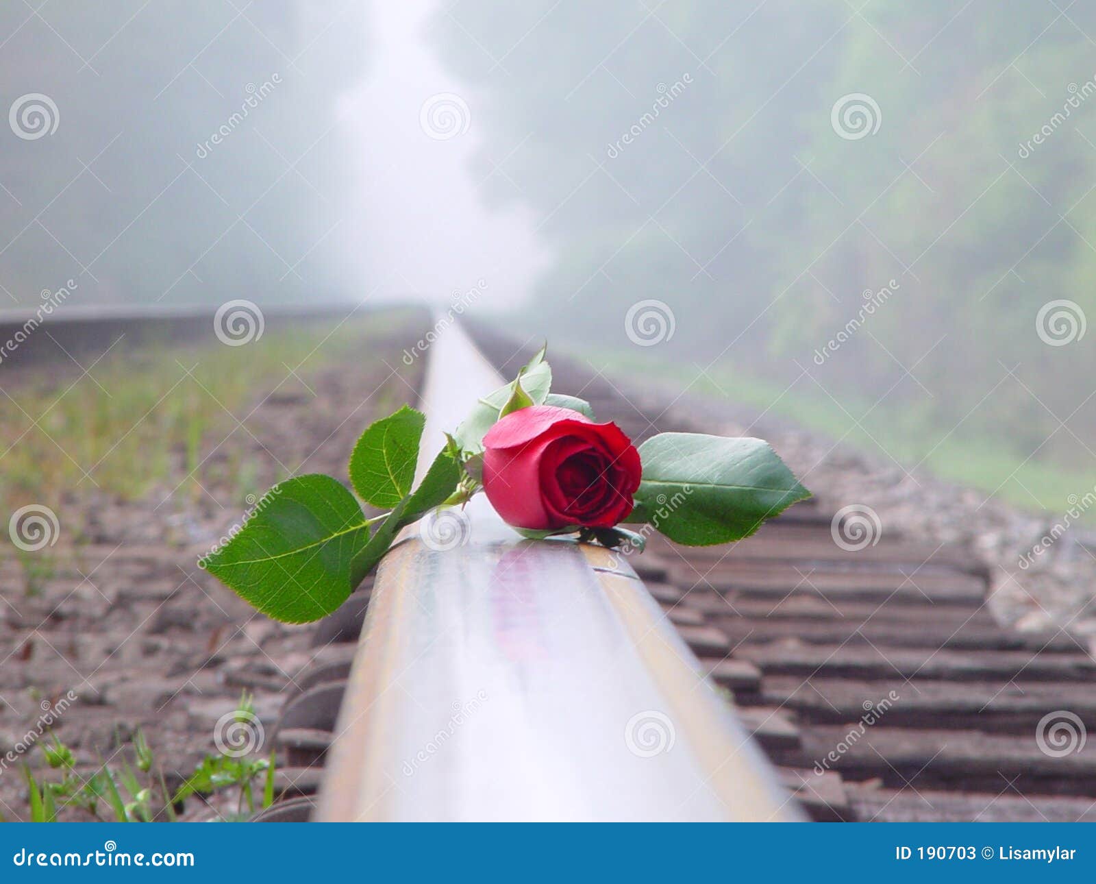 Red Rose on Railroad stock image. Image of beautiful, long - 190703