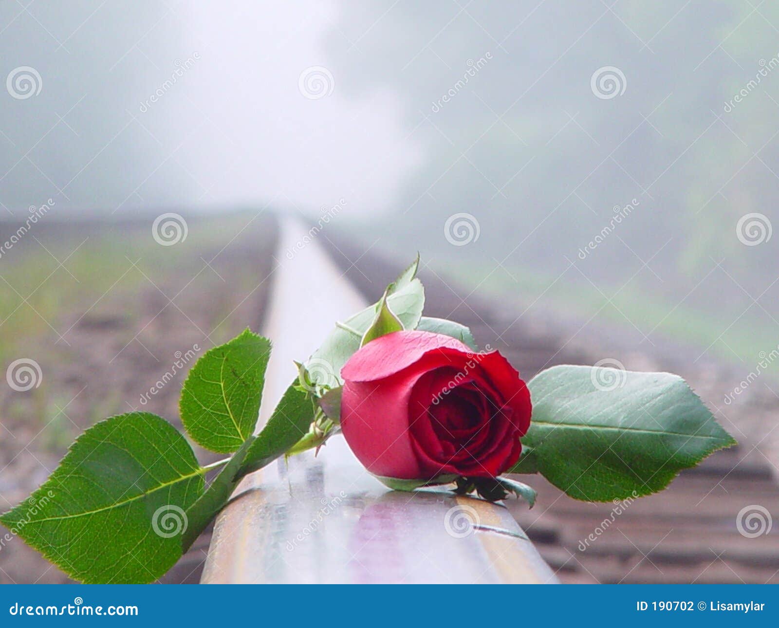 Red Rose on Railroad Tracks 2 Stock Photo - Image of solitary, close ...