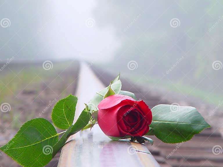 Red Rose on Railroad Tracks 2 Stock Photo - Image of solitary, close ...