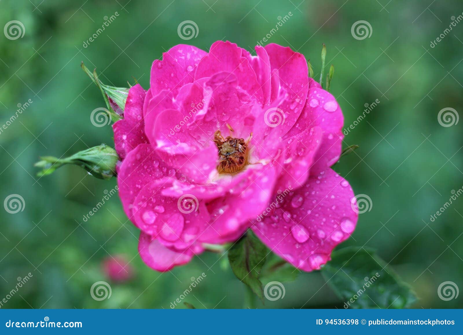 Red Rose In Rain Picture. Image: 94536398