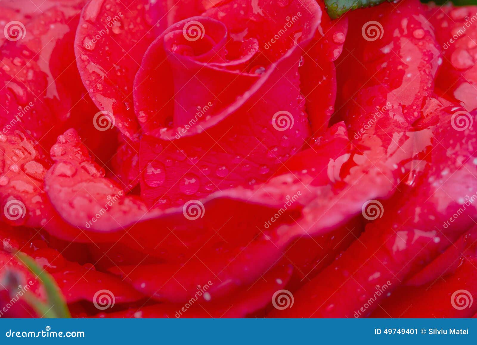 Red Rose with Rain Drops on it Stock Image - Image of deep, flower ...