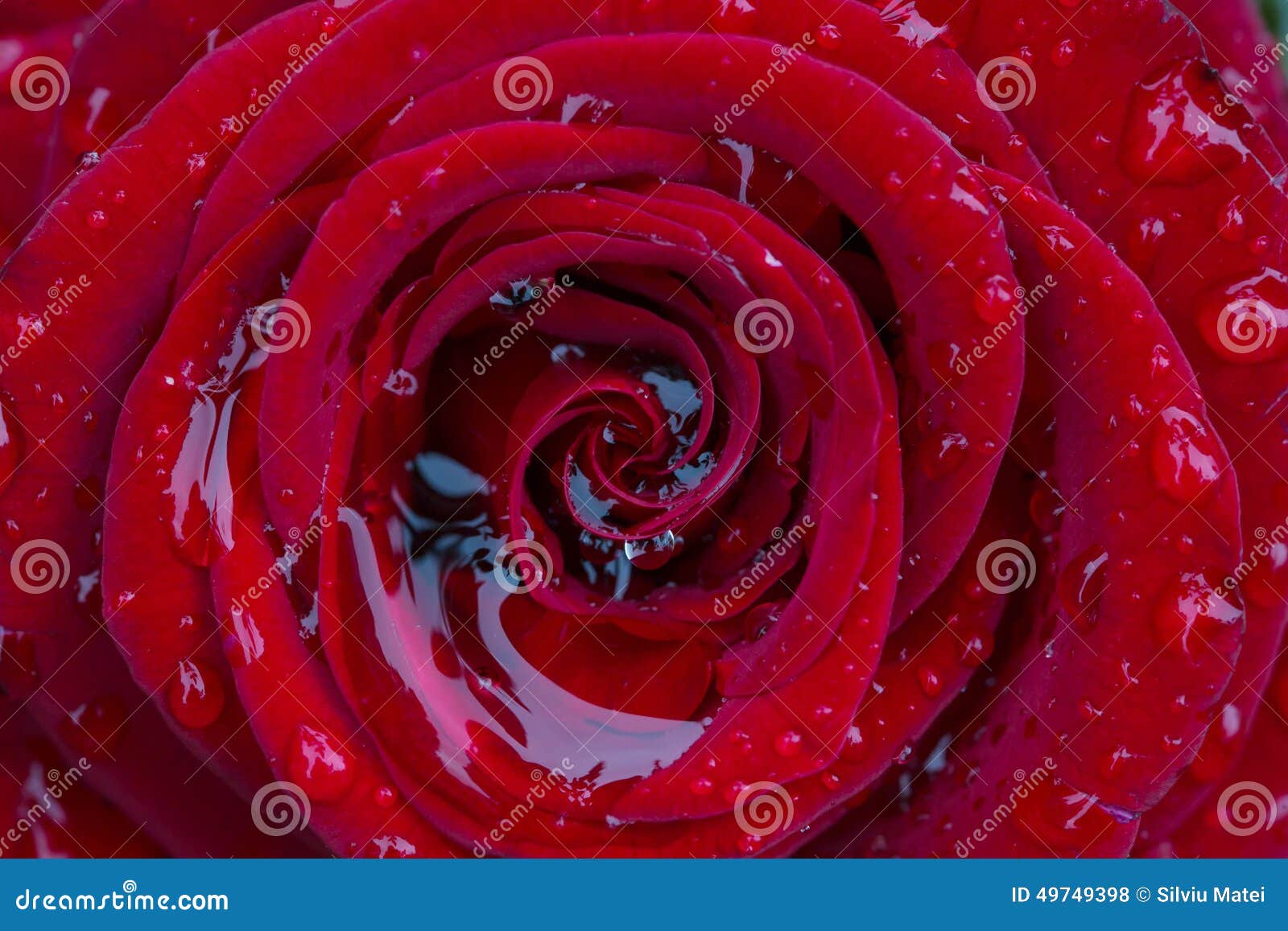 Red Rose with Rain Drops on it Stock Photo - Image of center, close ...