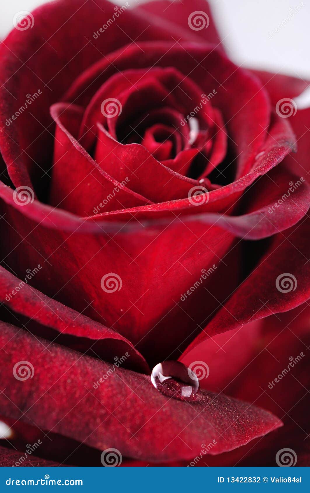 Red Rose with Rain Drops, Macro Stock Photo - Image of fragility, petal ...