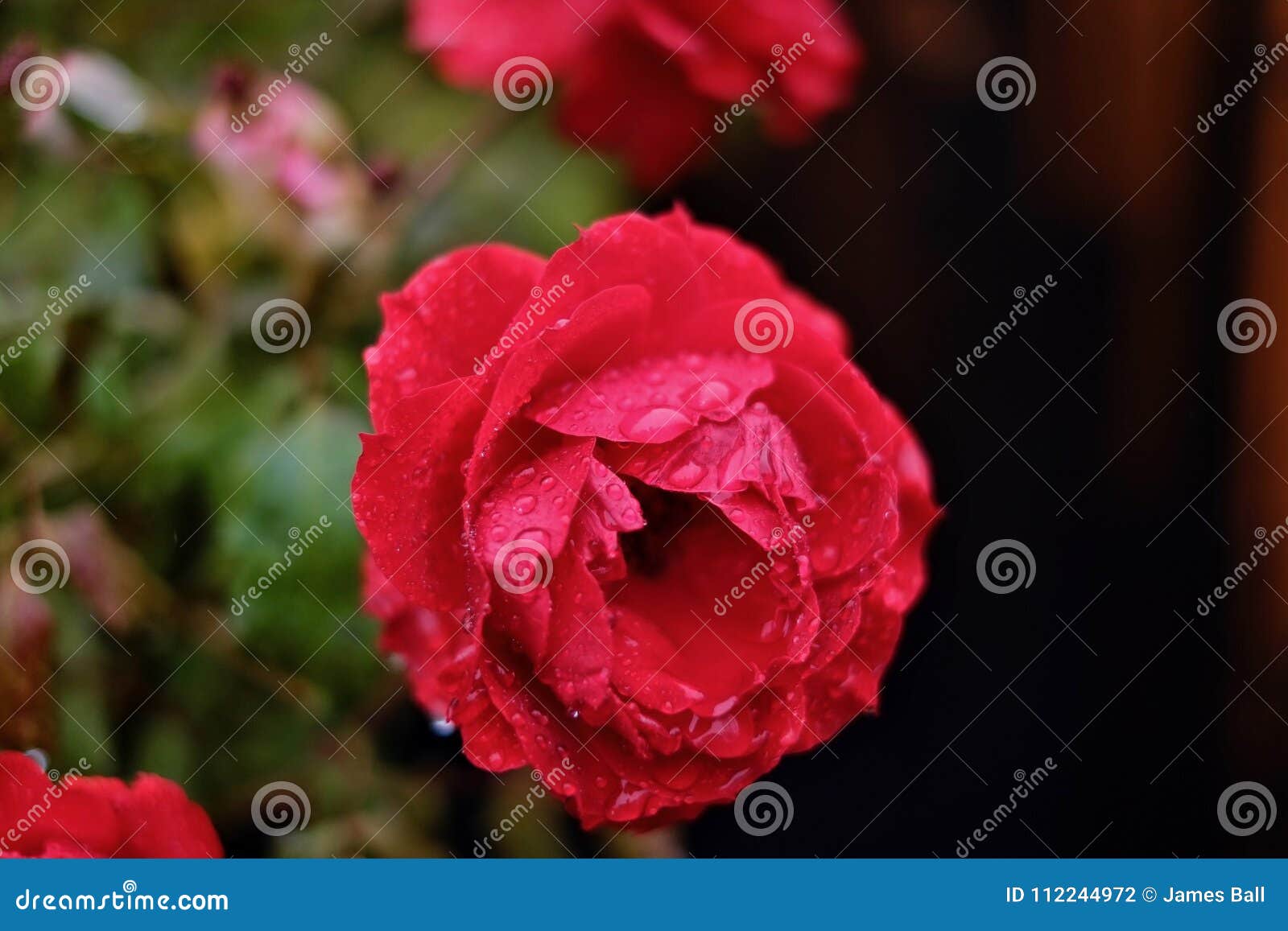 Red rose in the rain stock photo. Image of rose, roses - 112244972