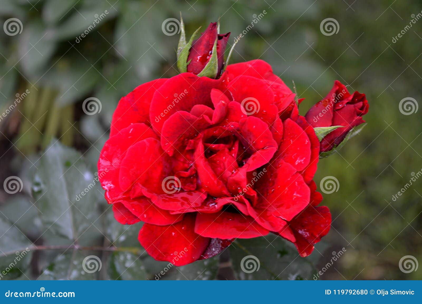 Red rose in the rain stock photo. Image of nature, leaf - 119792680