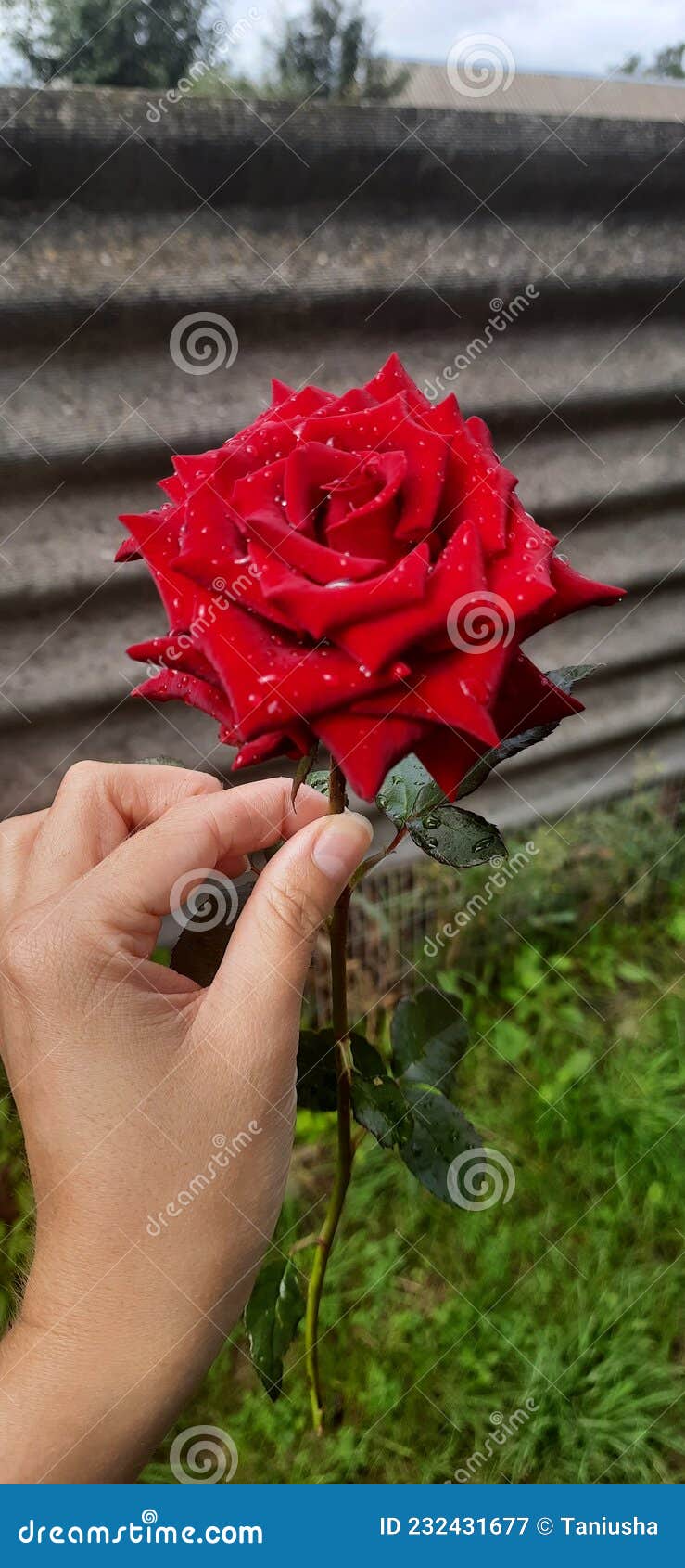 One red rose stock image. Image of leaf, petal, pink - 232431677