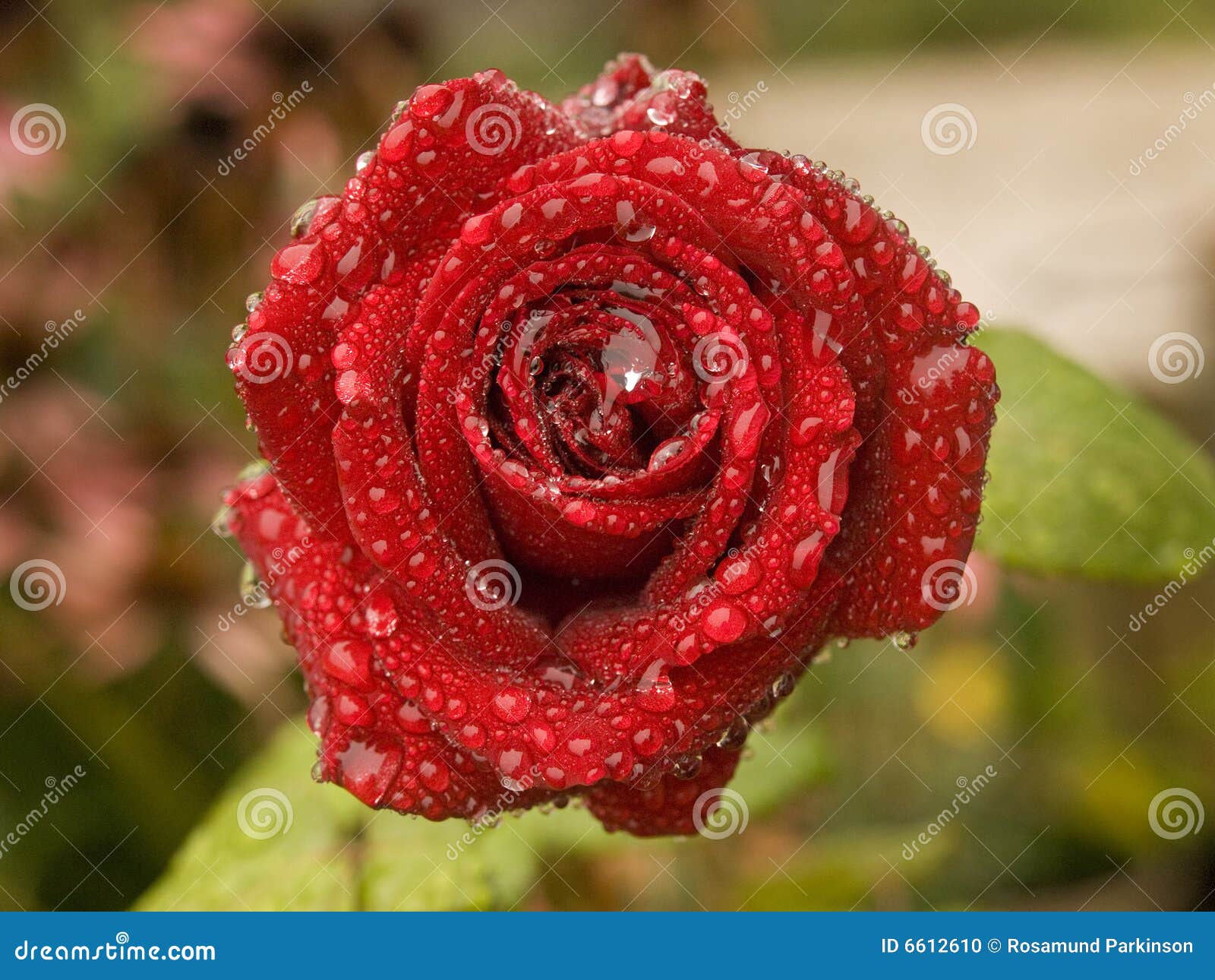 Red rose with raindrops stock photo. Image of close, dreamy - 6612610