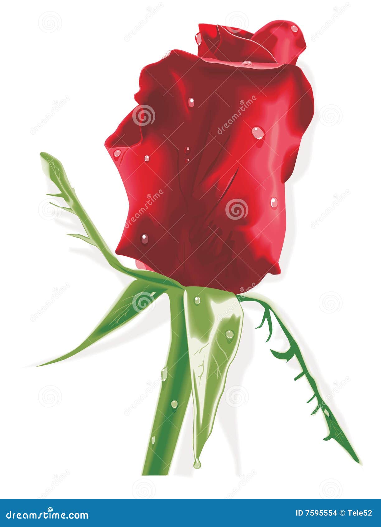 Red rose with raindrops stock vector. Illustration of honeymoon - 7595554