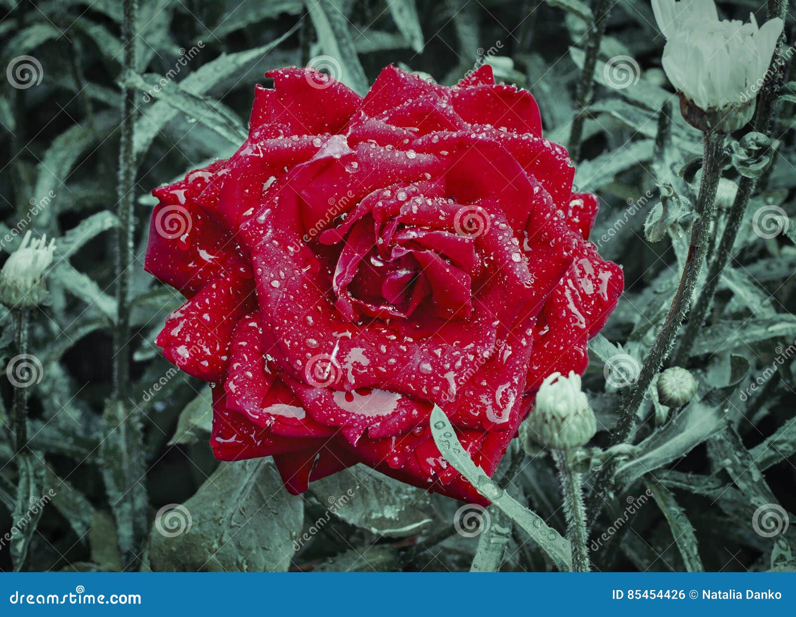 Red rose with raindrops stock photo. Image of closeup - 85454426