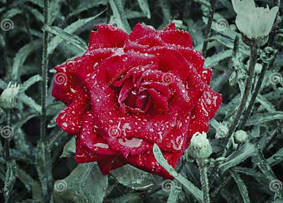 Red rose with raindrops stock photo. Image of closeup - 85454426
