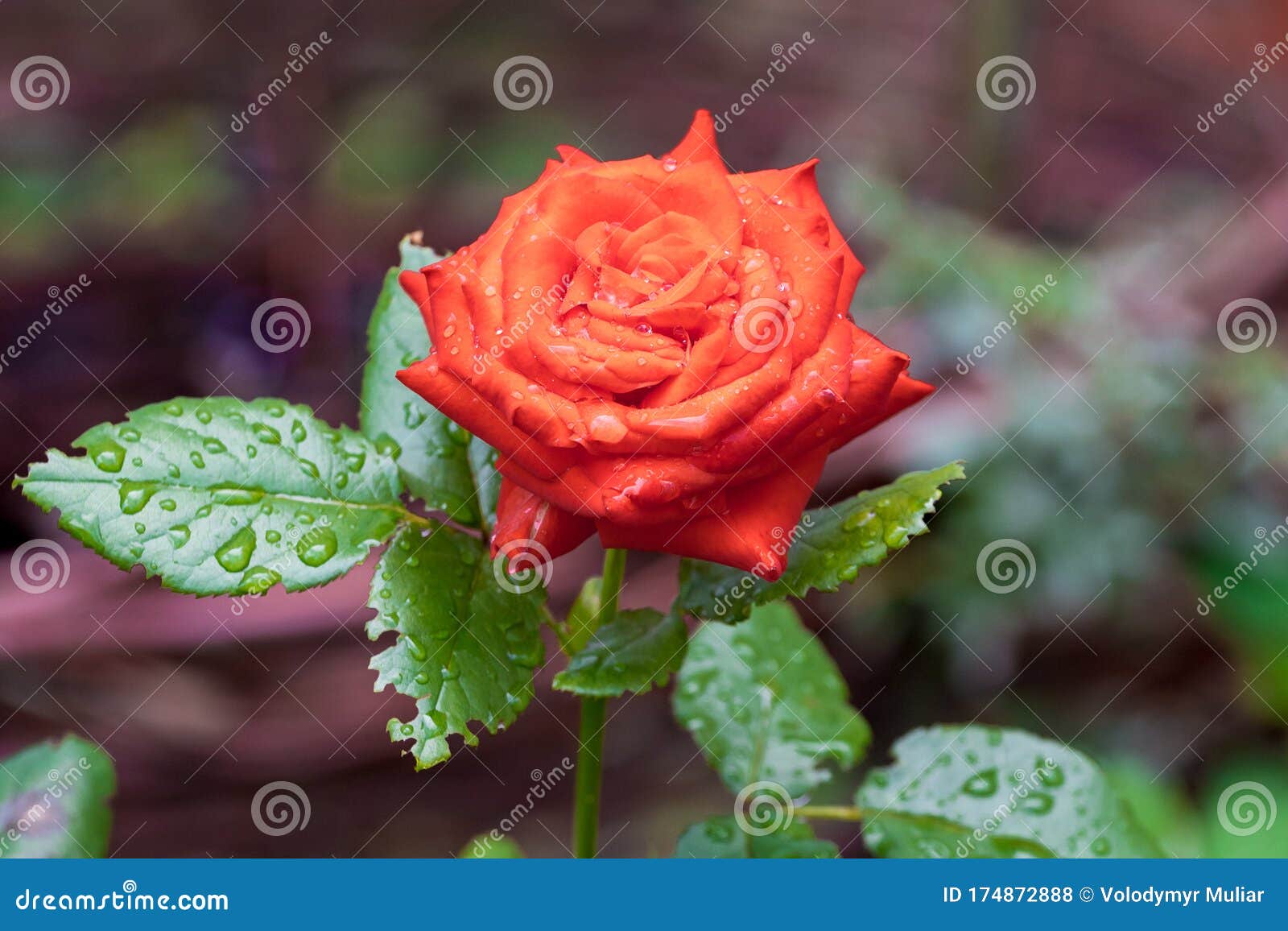 Red Rose with Raindrops in the Garden_ Stock Photo - Image of spring ...