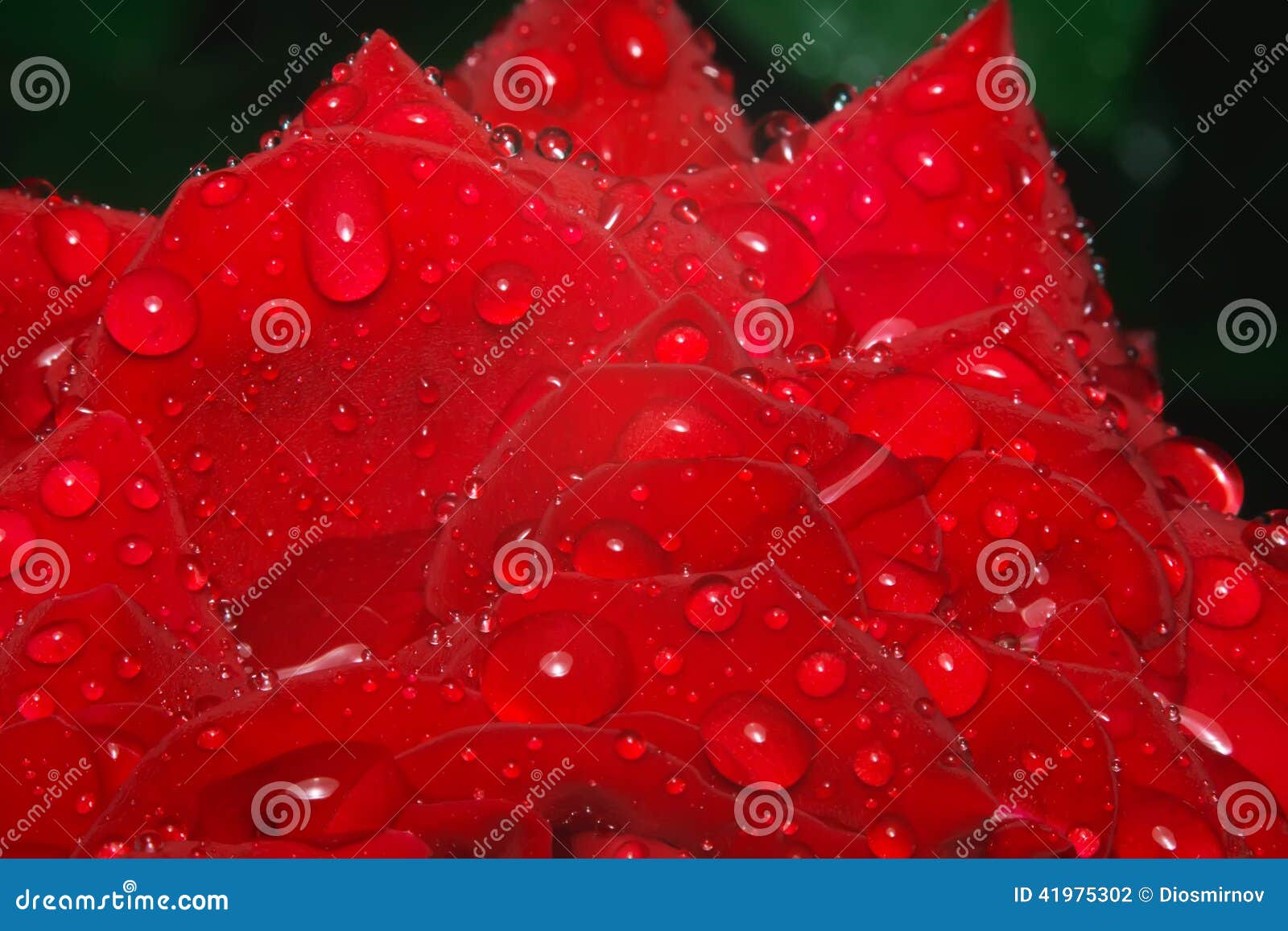 Red Rose with Raindrops on the Leaves Lying Stock Photo - Image of ...