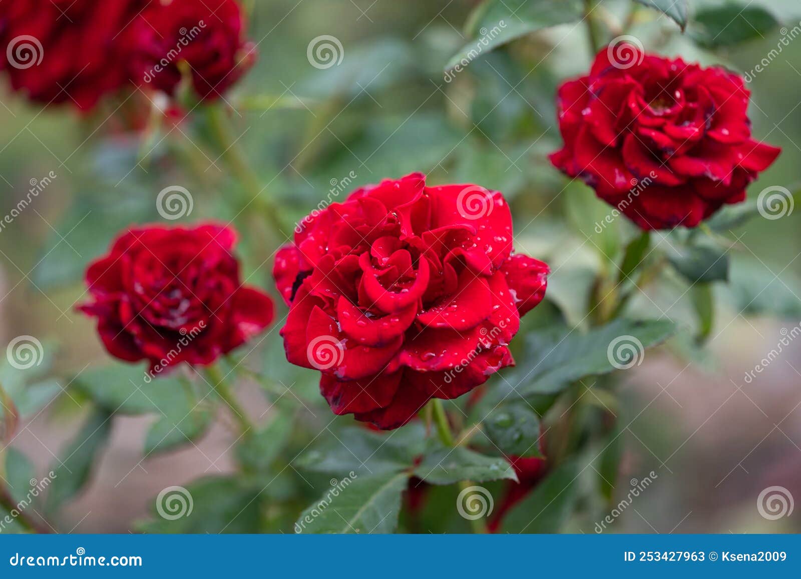 Red Rose with Raindrops Macro Stock Image - Image of hybrids ...