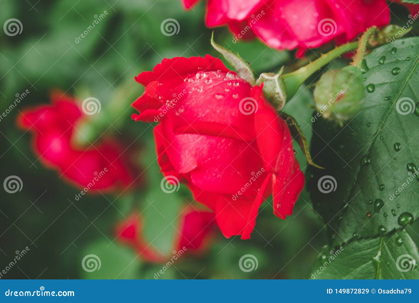 Red Rose and Raindrops on Petals Stock Image - Image of bouquet, bright ...
