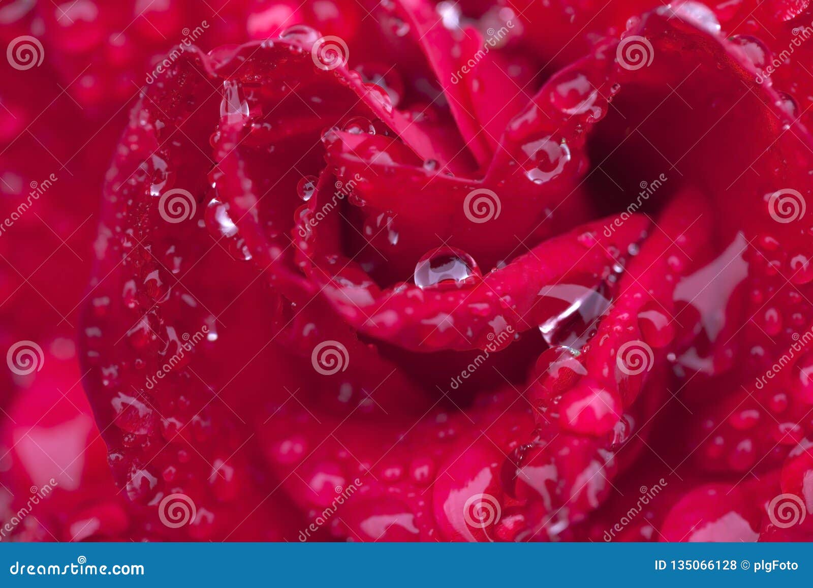 A red rose with raindrops stock photo. Image of anniversary - 135066128