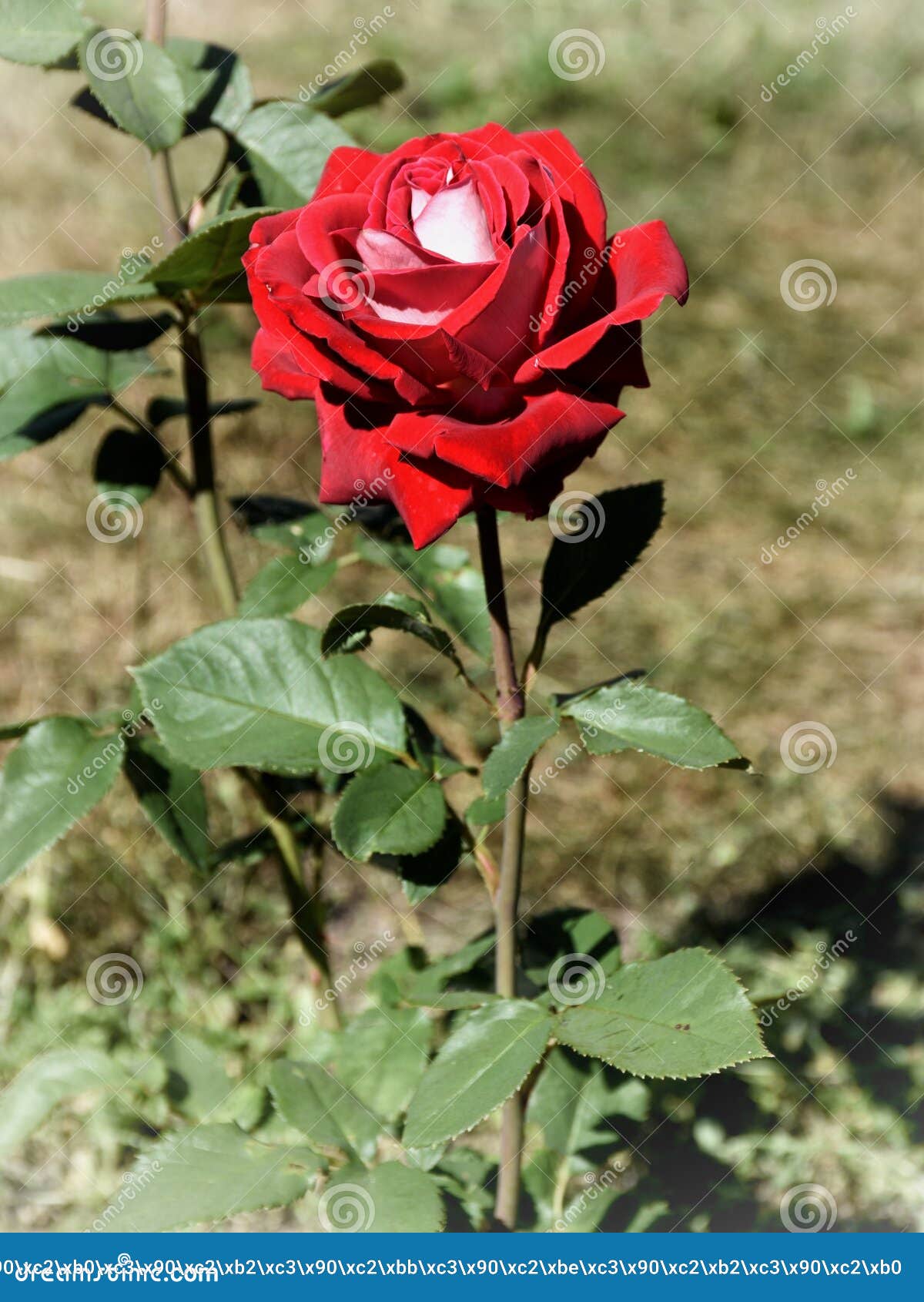 A Red Rose in the Rays of the Sun. Stock Image - Image of contrast ...