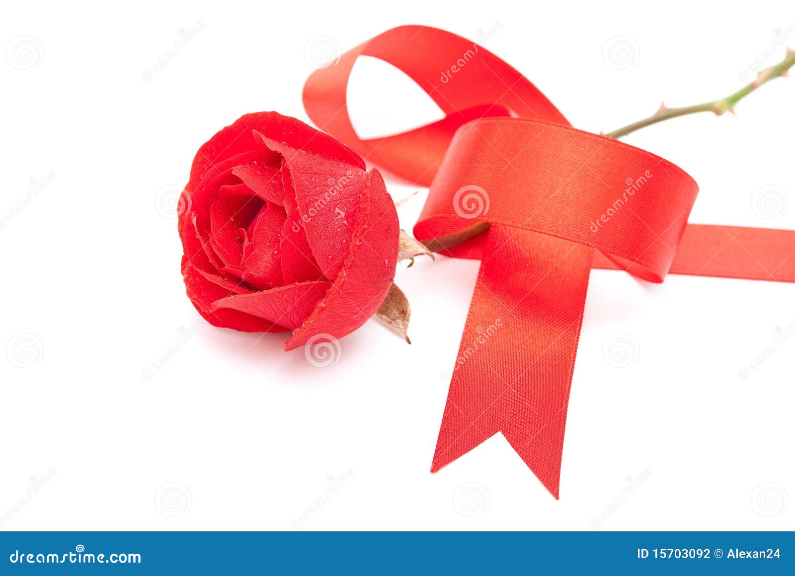 Red rose with red ribbon stock photo. Image of style - 15703092