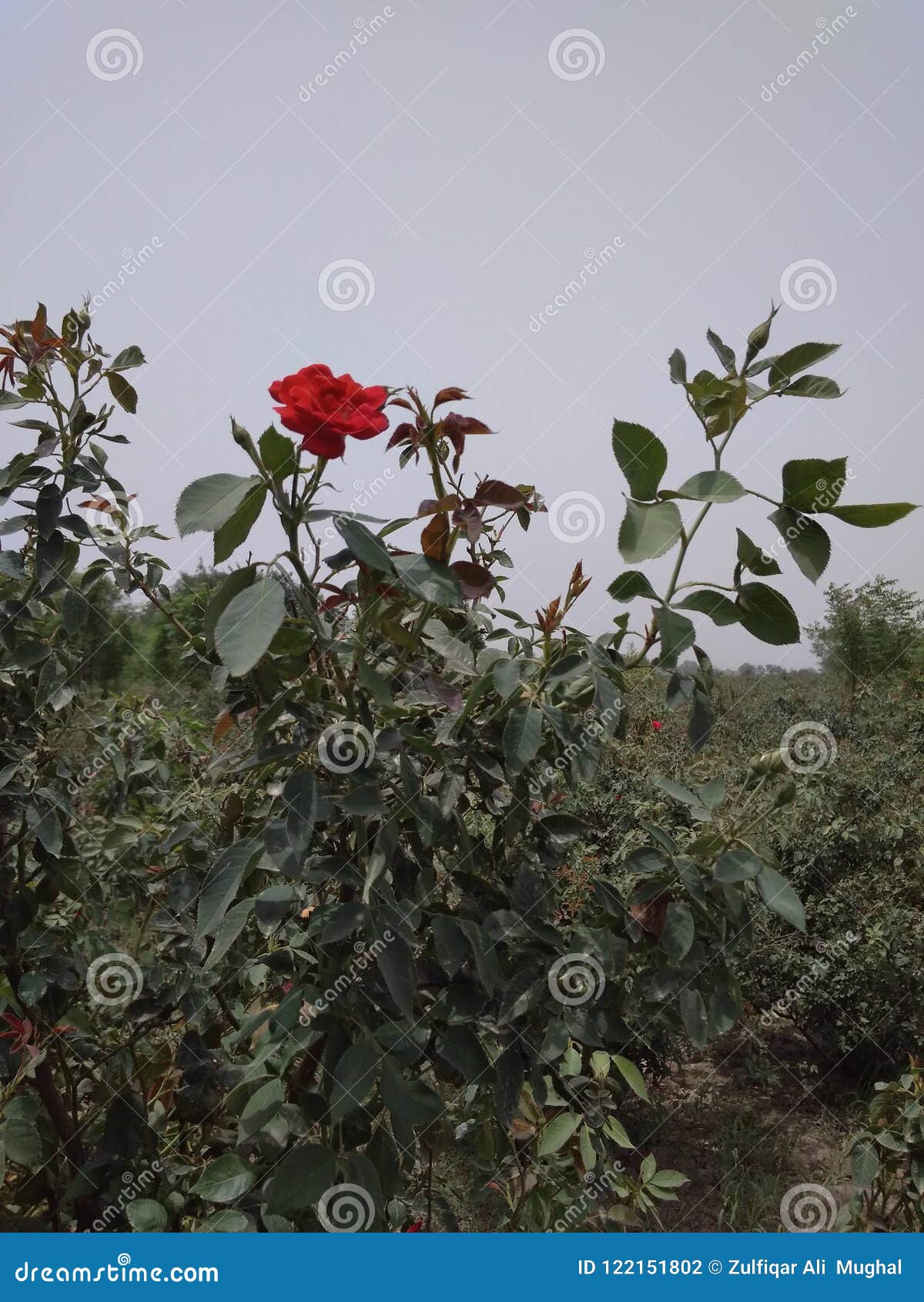 A red rose stock photo. Image of rose, roses, alone - 122151802