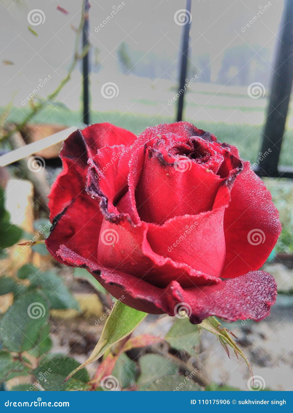 A red rose stock photo. Image of rose, rainfall, click - 110175906