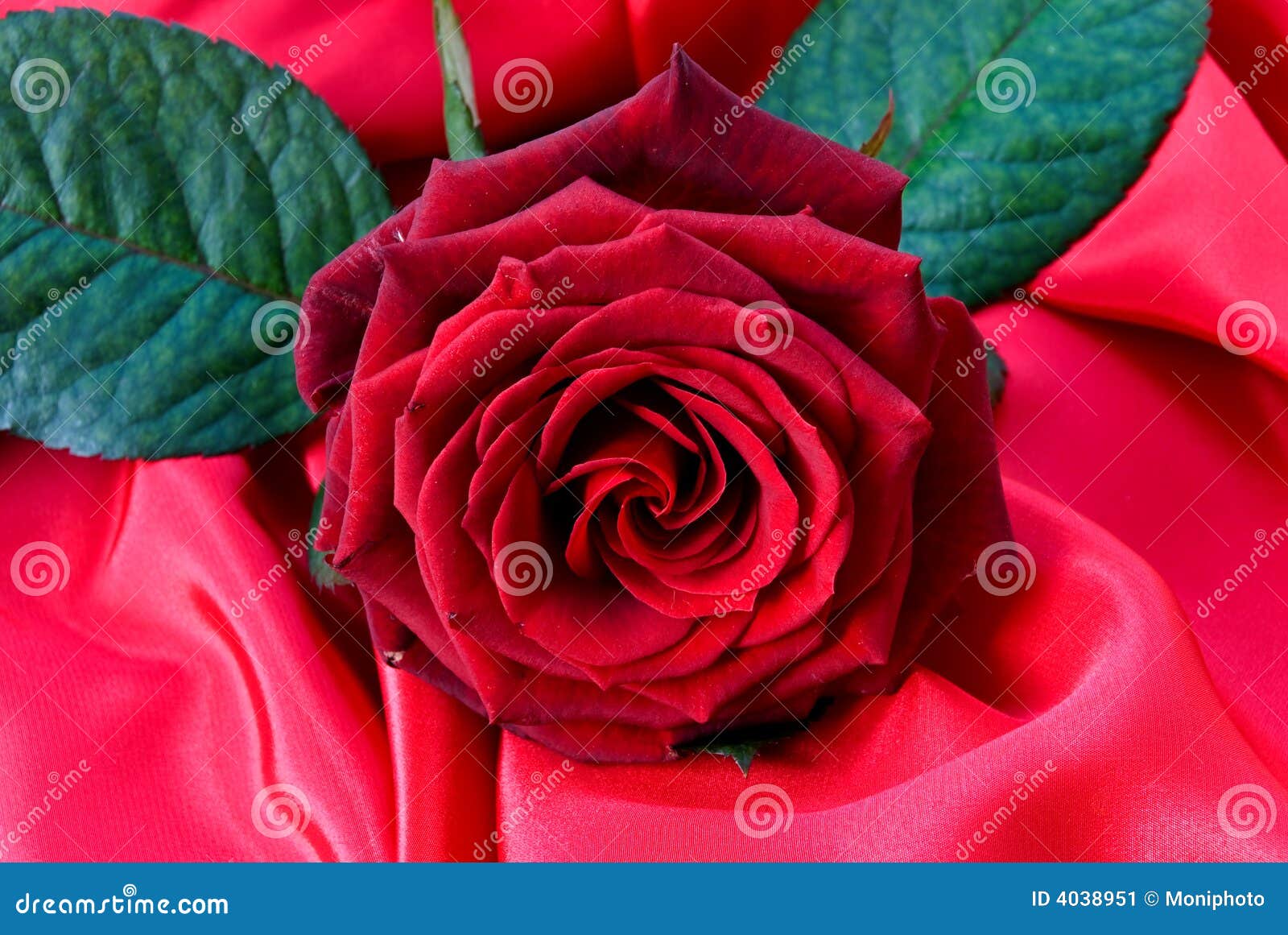 A Red Rose an the Red Satin Stock Image - Image of close, spring: 4038951