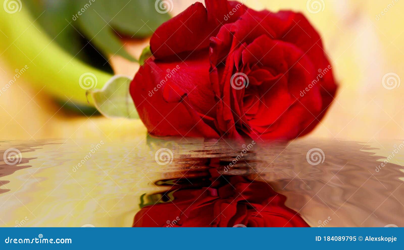Red Rose Reflecting in the Water Stock Video - Video of reflecting ...