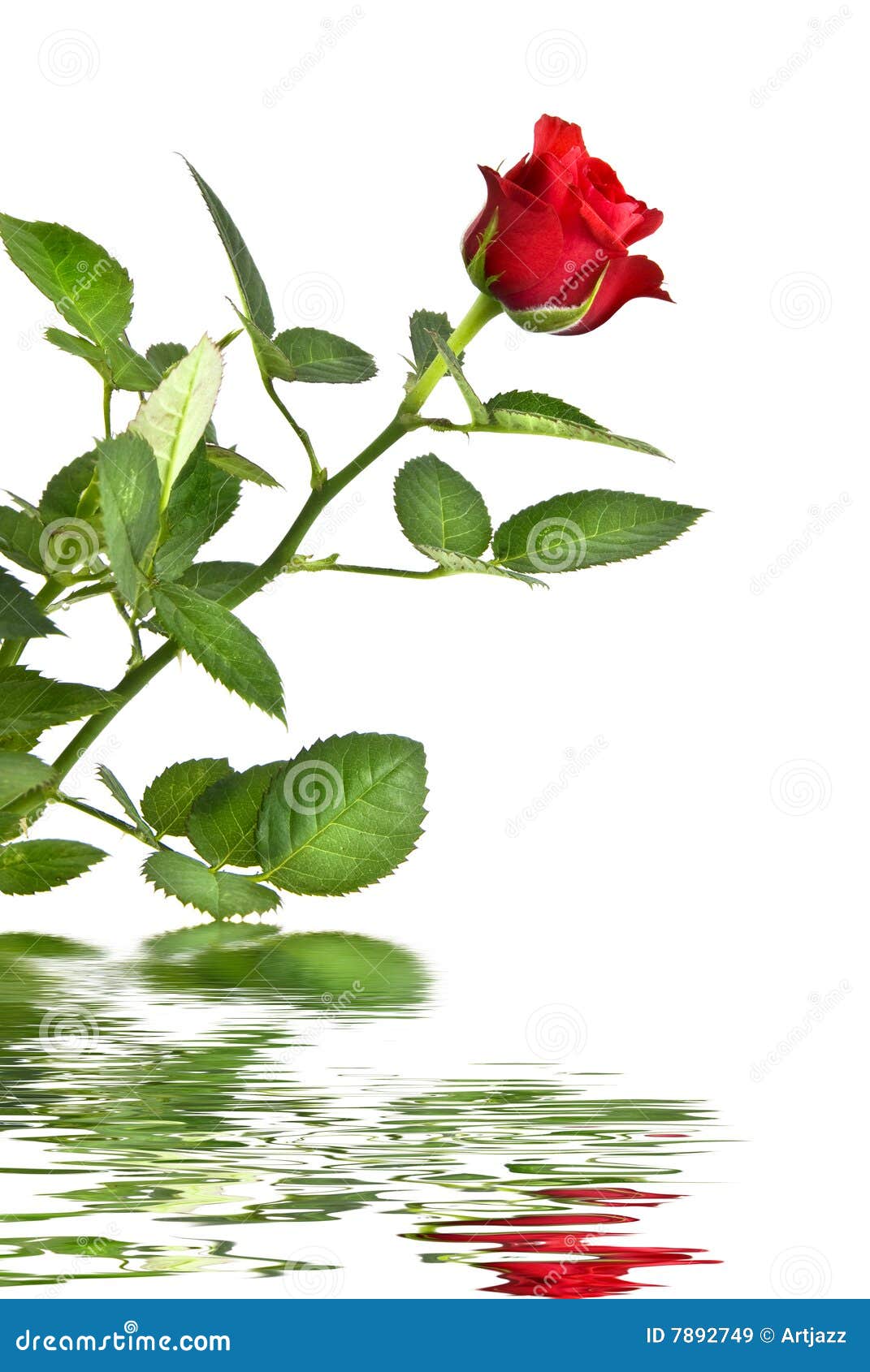 Red Rose with Reflection Isolated on White Stock Image - Image of rose ...
