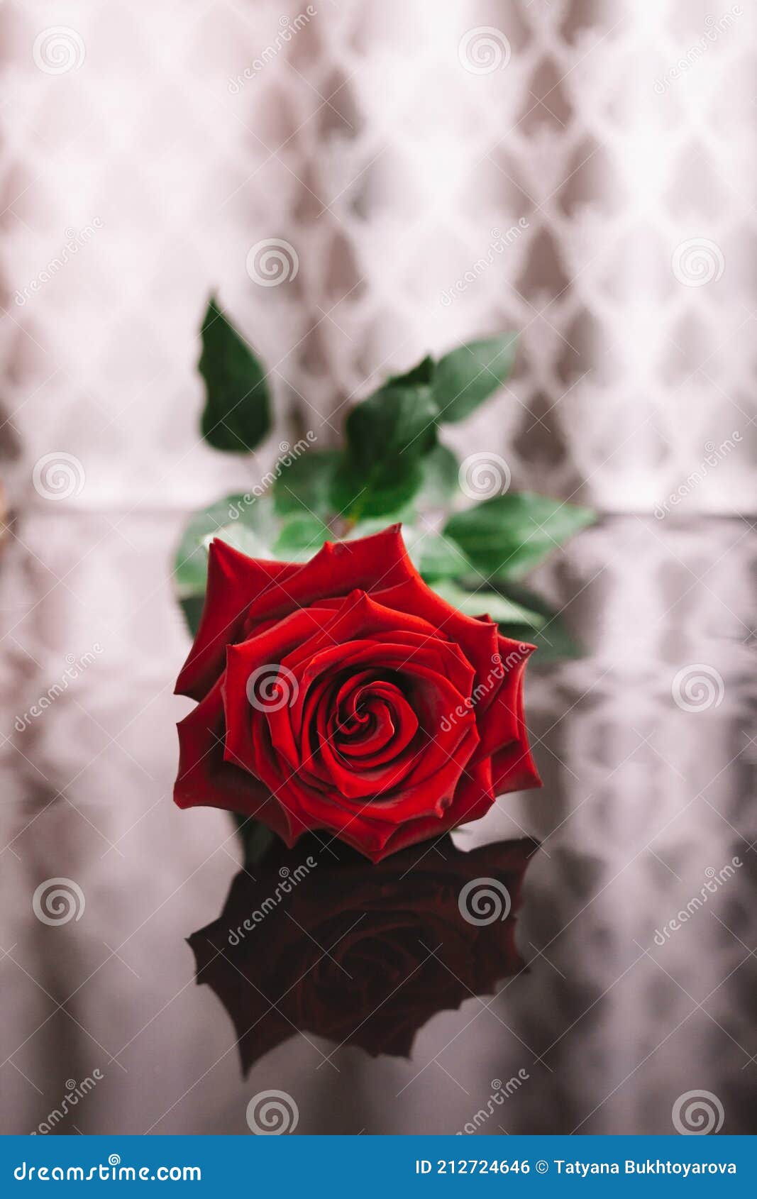 A Red Rose with a Reflection Stock Photo - Image of beautiful, object ...
