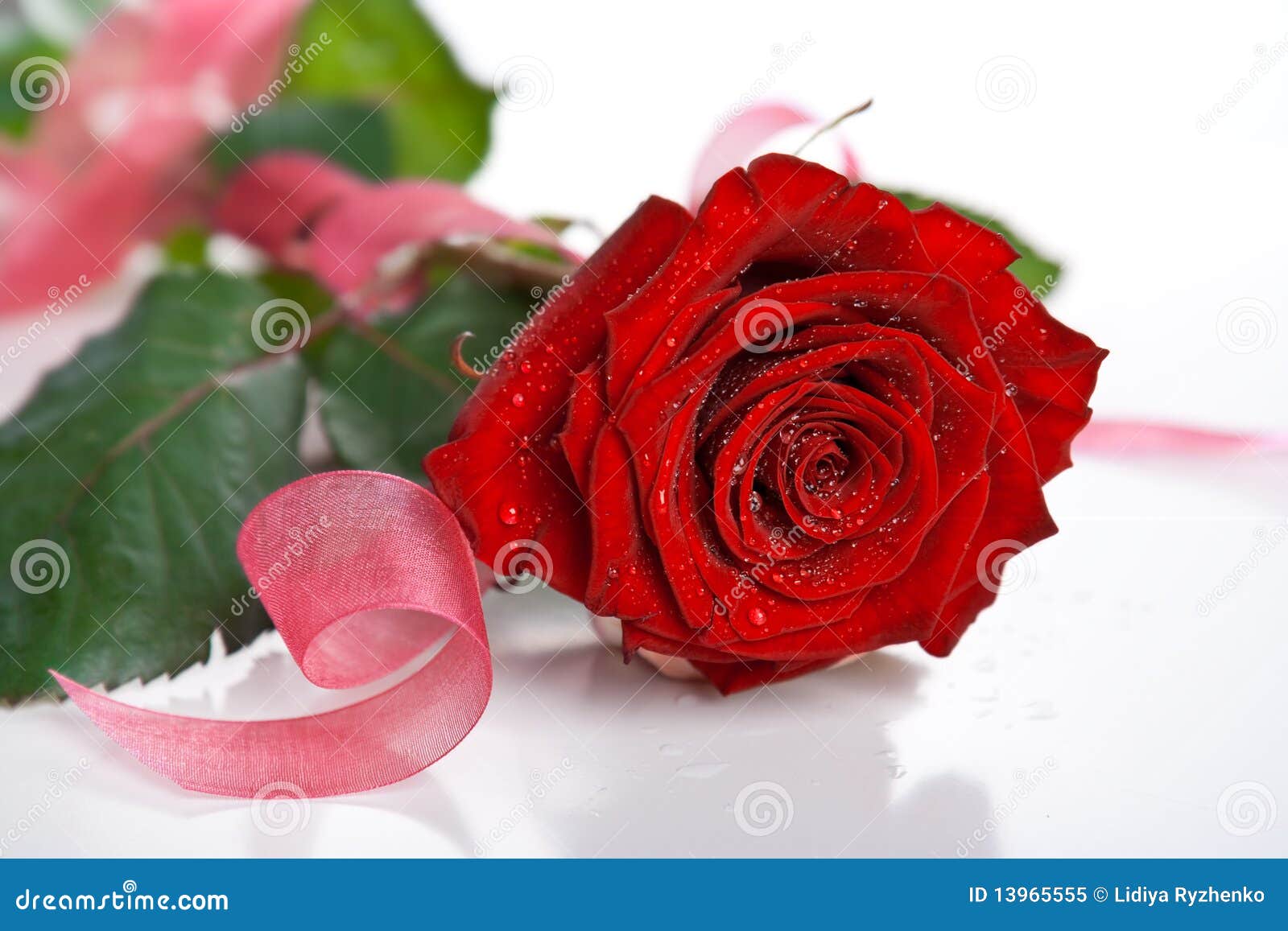 Red rose and ribbon stock image. Image of single, head - 13965555