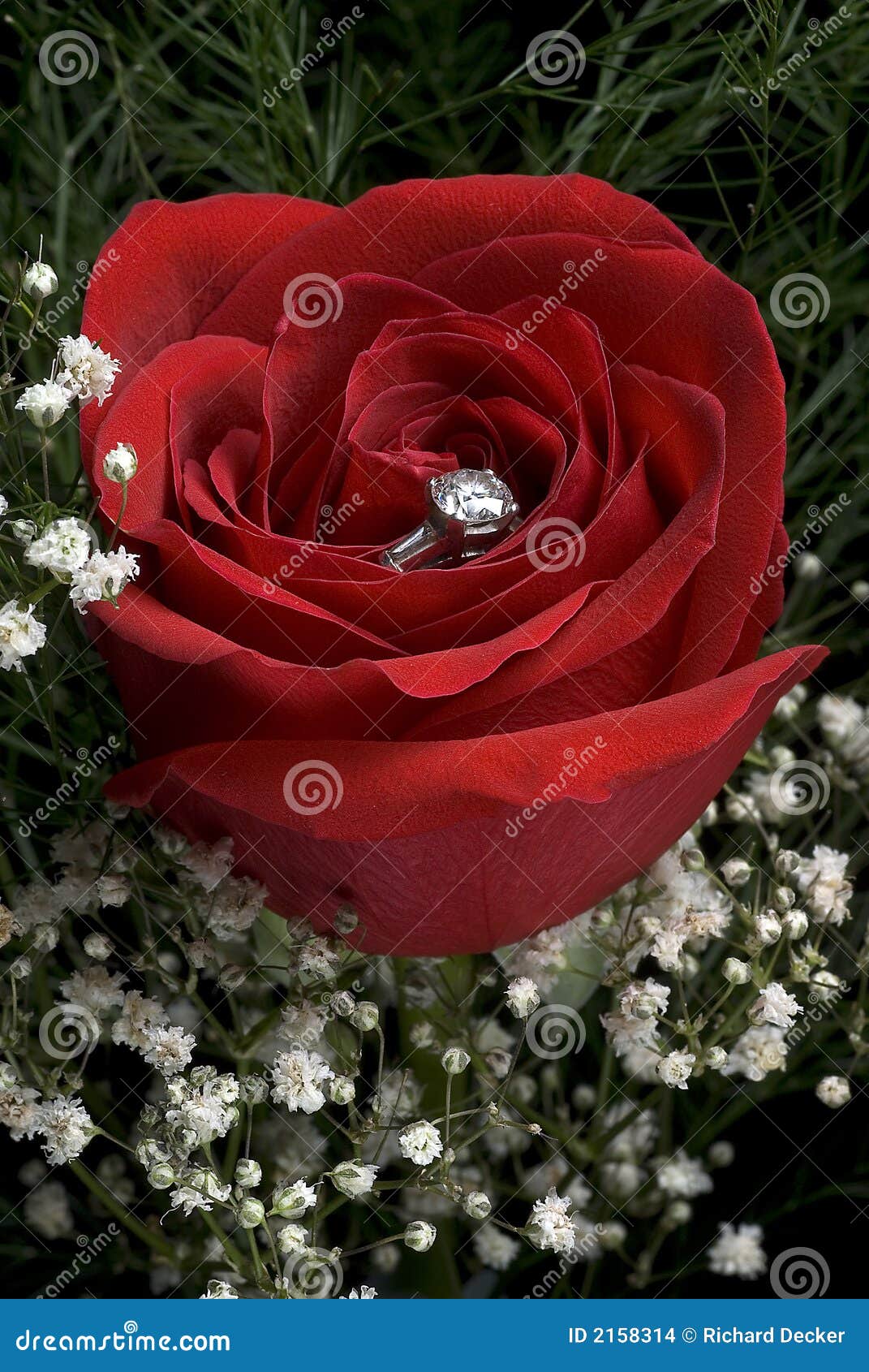 Red rose with ring stock photo. Image of hidden, bloom - 2158314