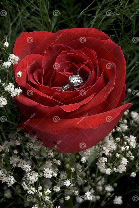 Red rose with ring stock photo. Image of hidden, bloom - 2158314