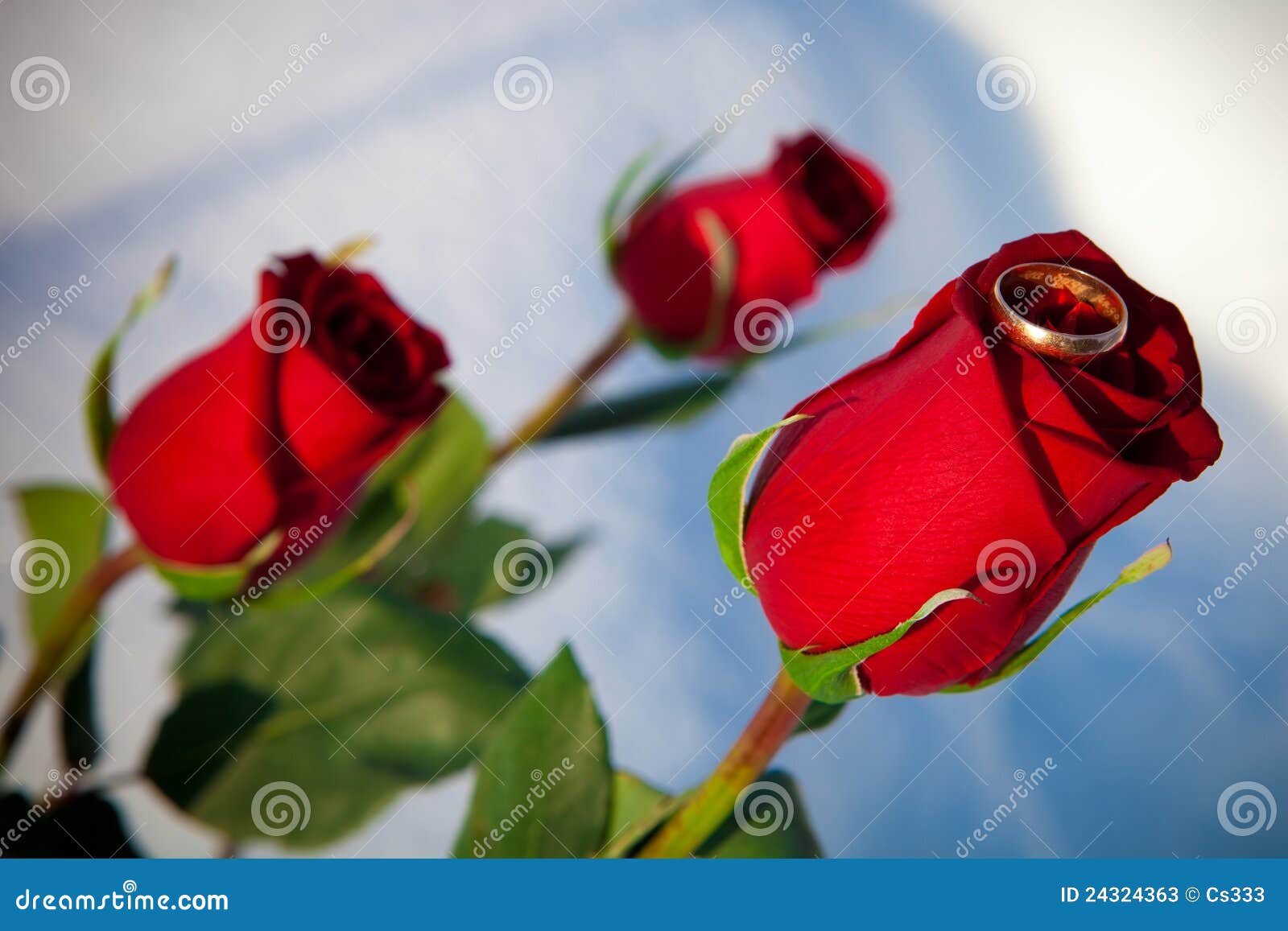 Red rose and ring stock image. Image of covered, ring - 24324363