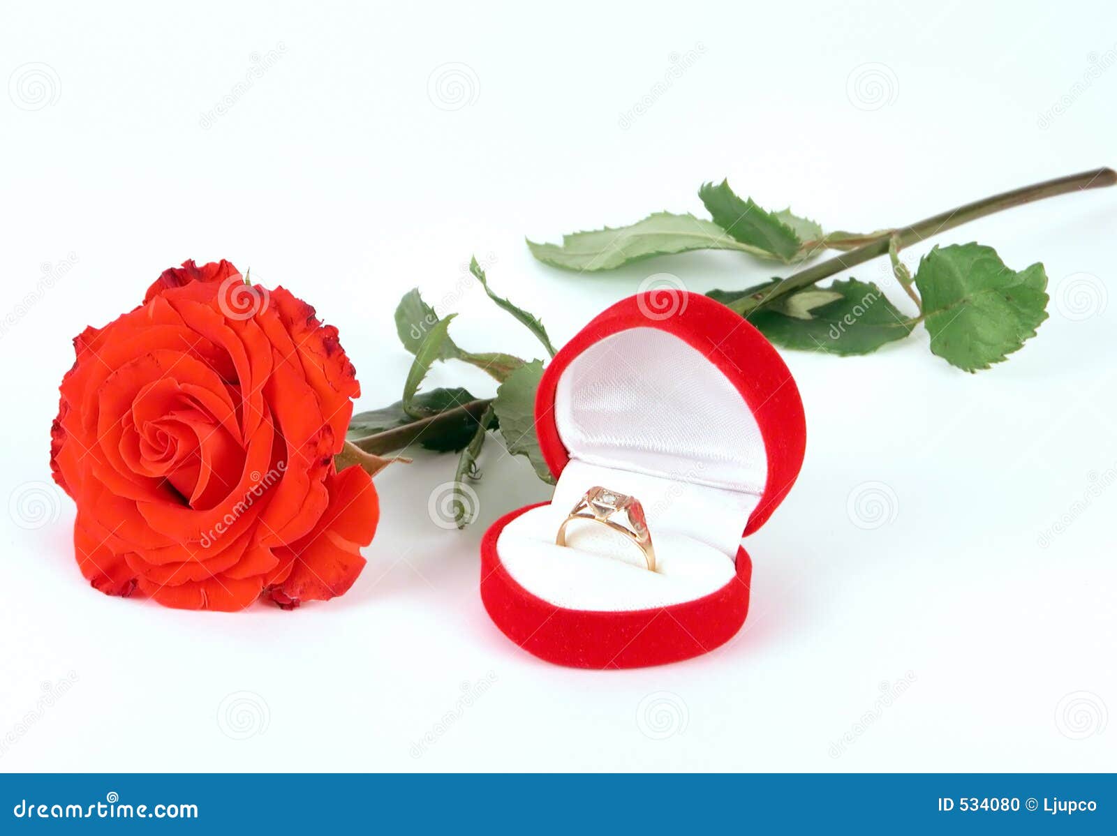 Red rose and ring stock photo. Image of floral, brilliant - 534080