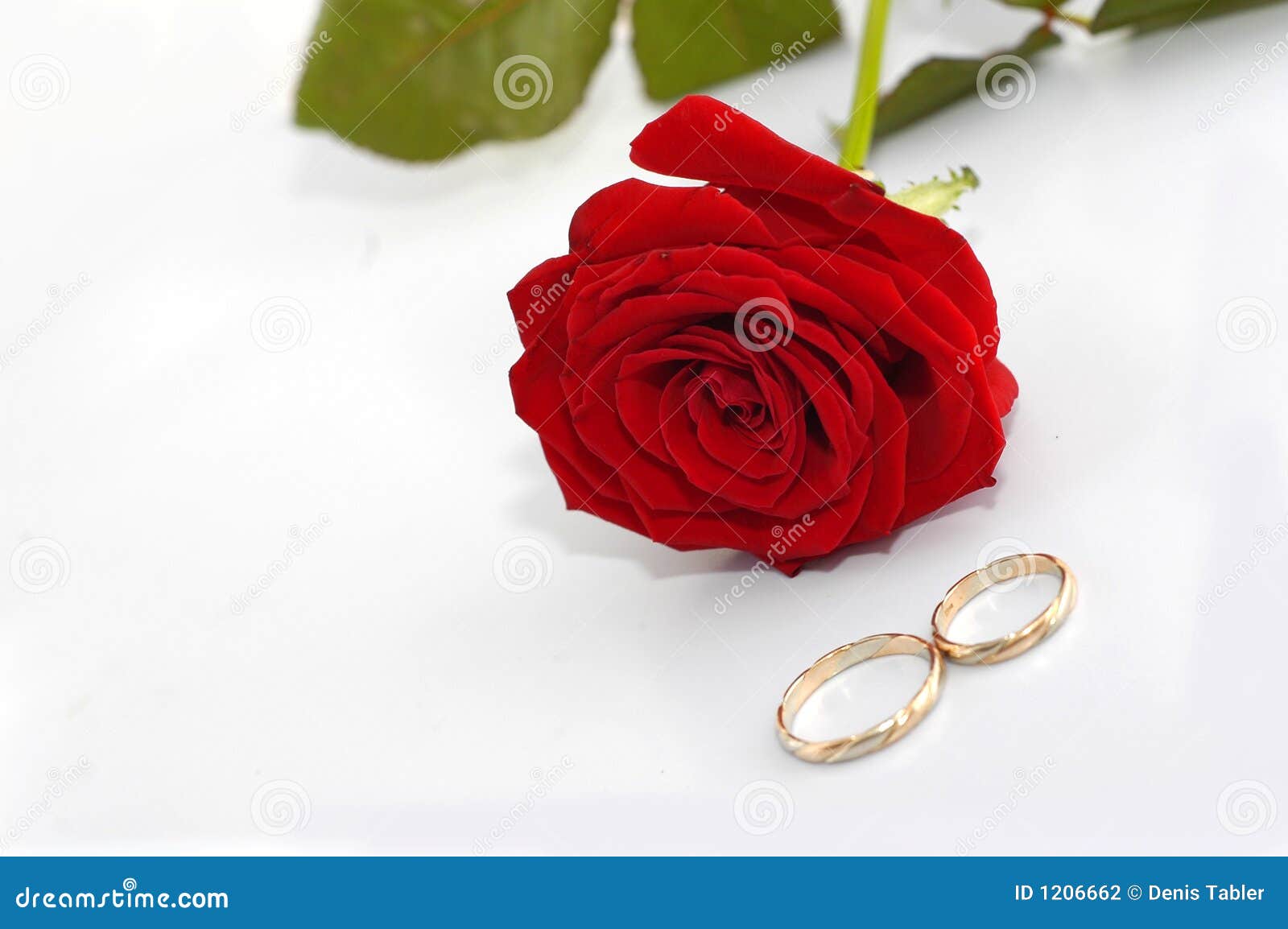 Red rose with rings stock photo. Image of couple, fiance - 1206662