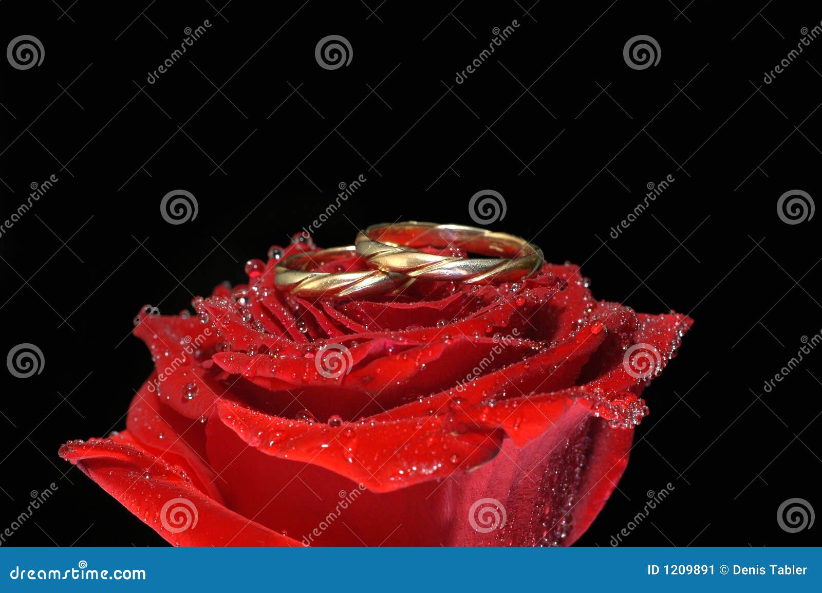 Red rose with rings stock image. Image of heart, ceremony - 1209891