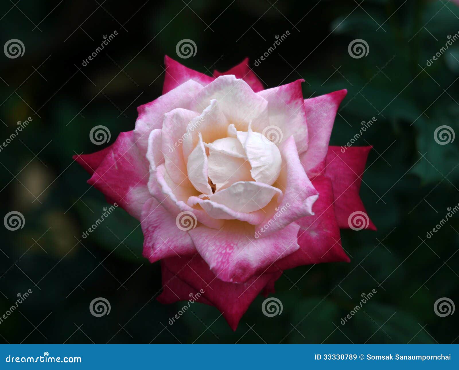 Red Rose stock image. Image of color, dark, rose, rich - 33330789