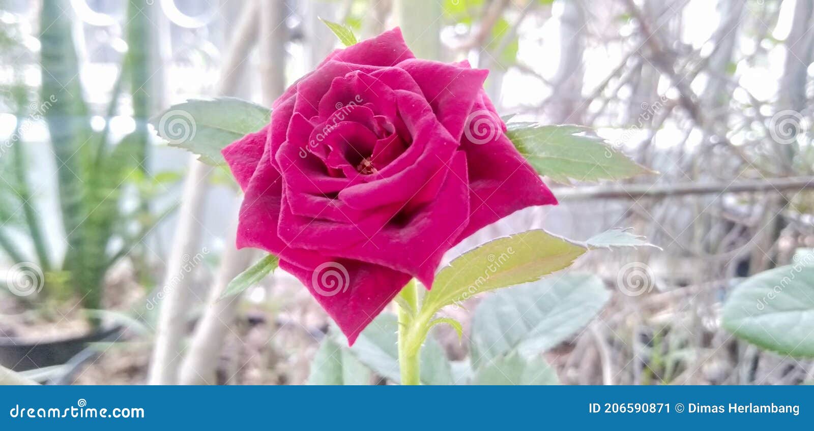 Red Rose Rise and Shine Around the Garden Stock Image - Image of shrub ...