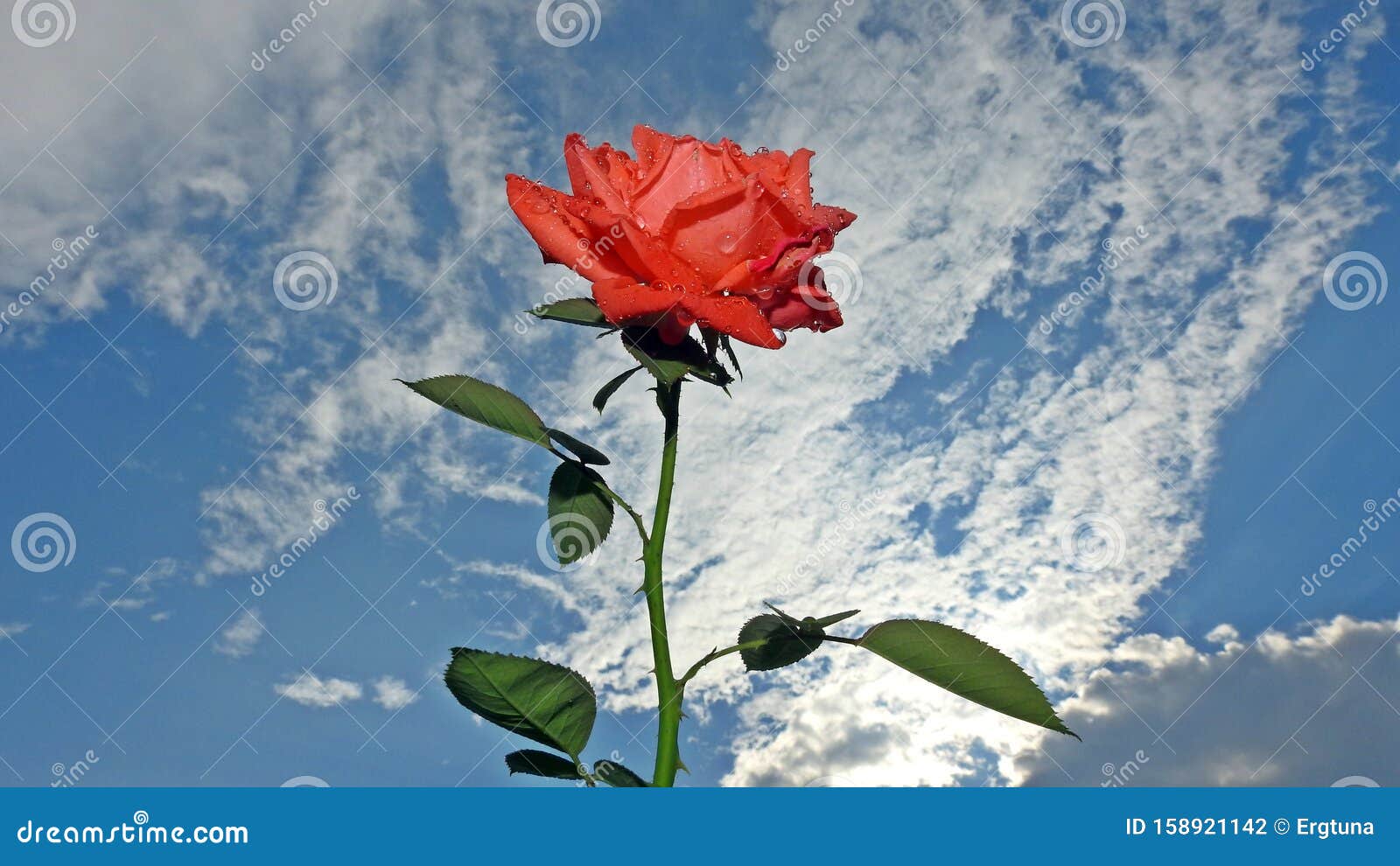 A Red Rose in the Clouds in a Cerulean Sky Stock Photo - Image of ...