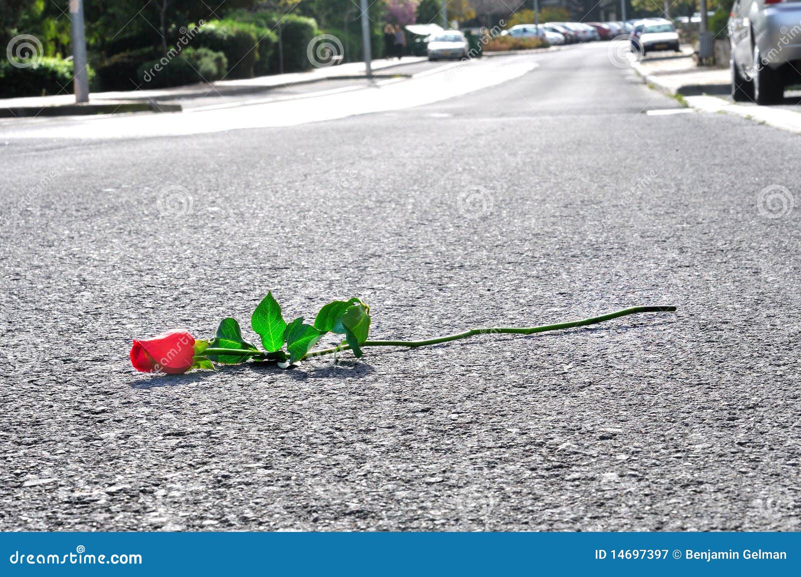 Red rose on the road stock image. Image of rural, view - 14697397