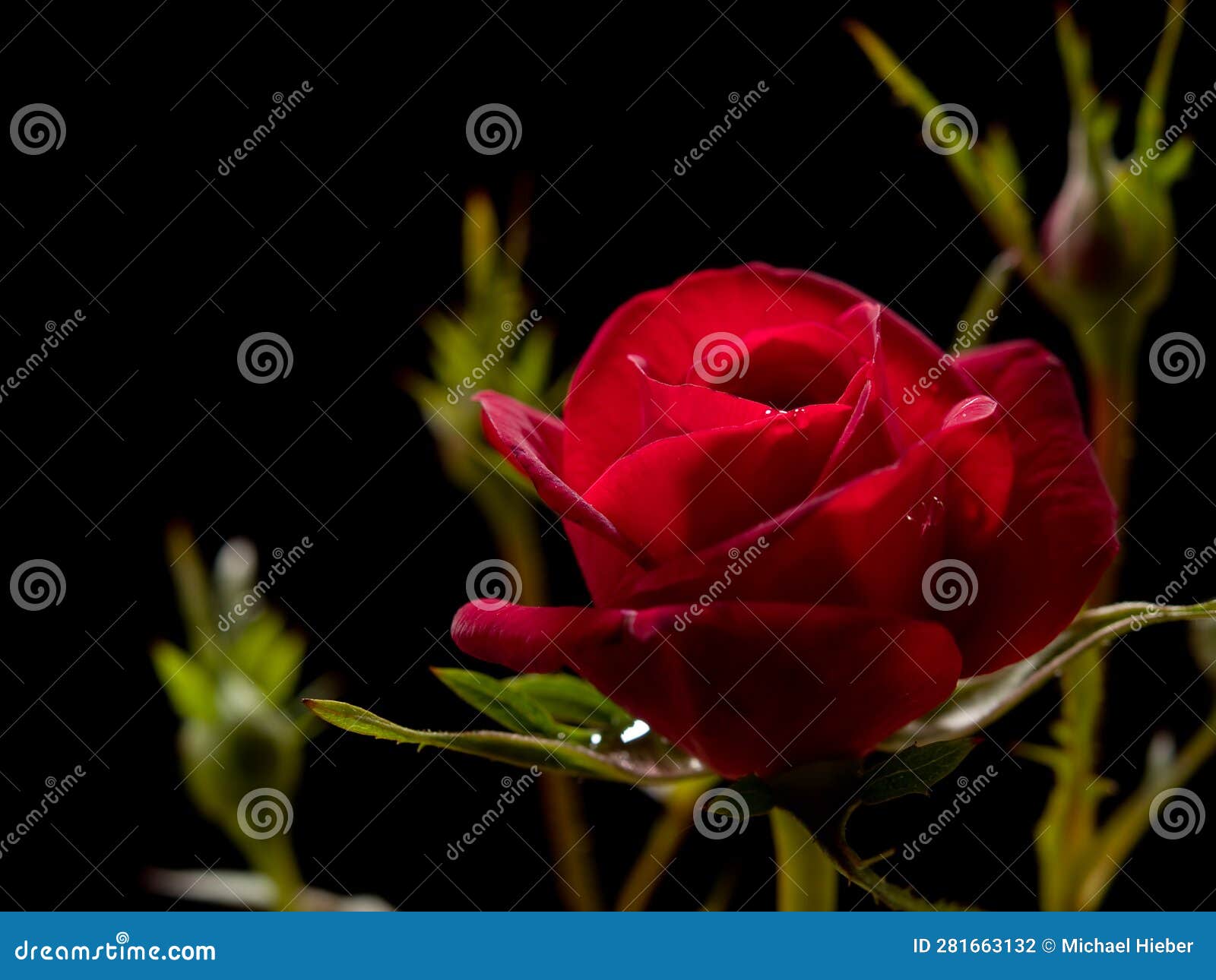 Red Rose (rosa Gallica) with Young Buds before a Black Background Stock ...