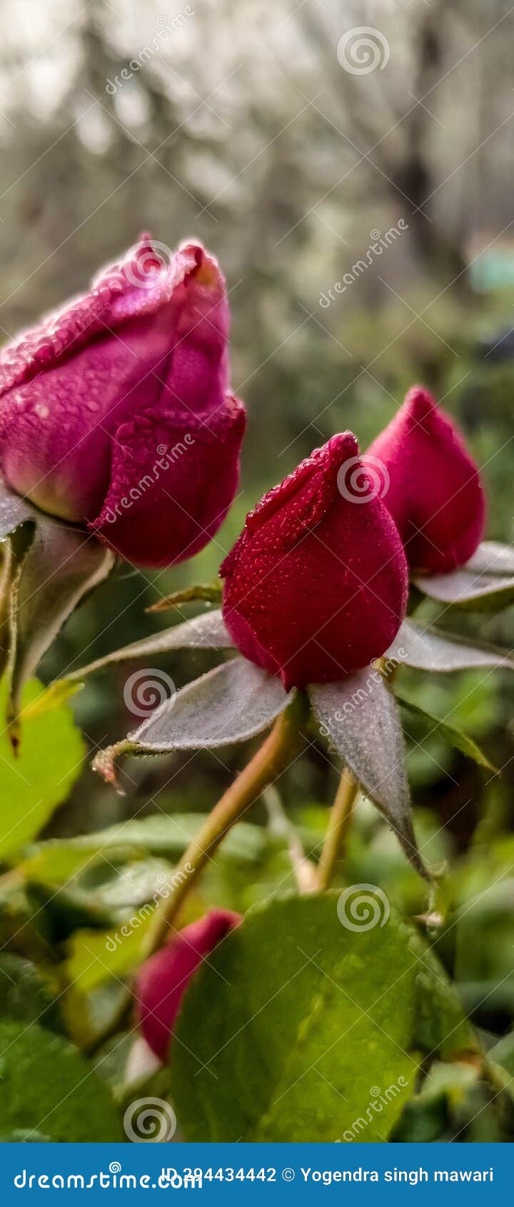 Rosa Indica An Indian Variety Rose Royalty-Free Stock Photography ...